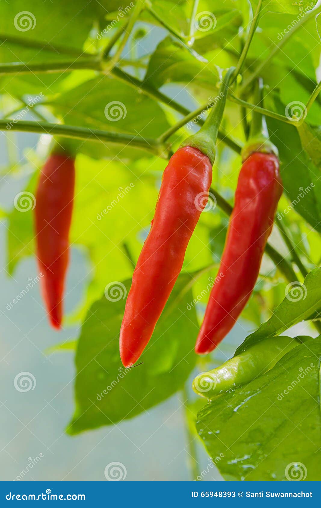 Fresh chili is on the tree stock image. Image of crop - 65948393