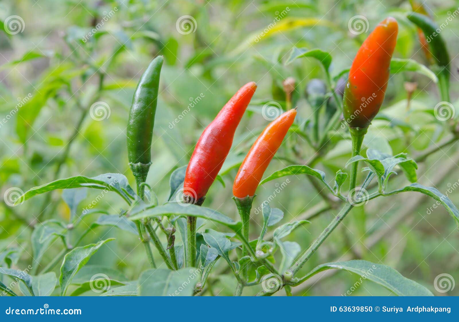 Fresh Chili Tree in Vegetable Garden Stock Photo - Image of nature ...