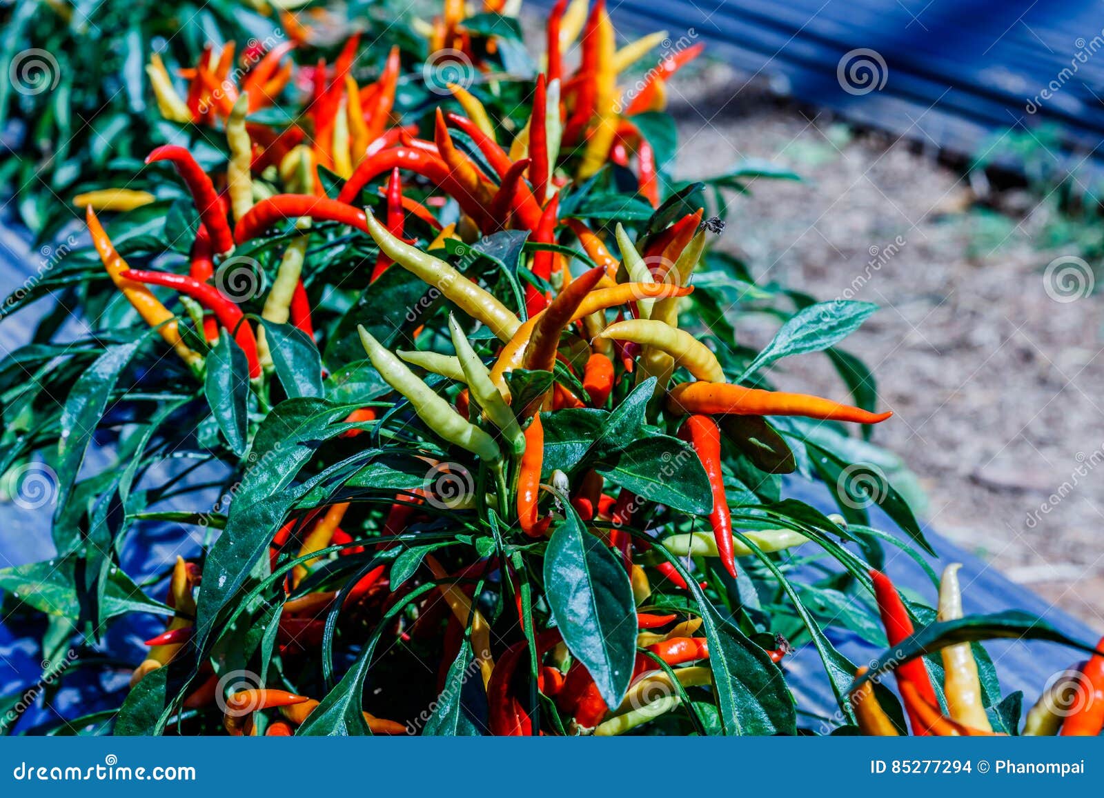 Fresh Chili Tree in Vegetable Garden. Stock Photo - Image of grow ...