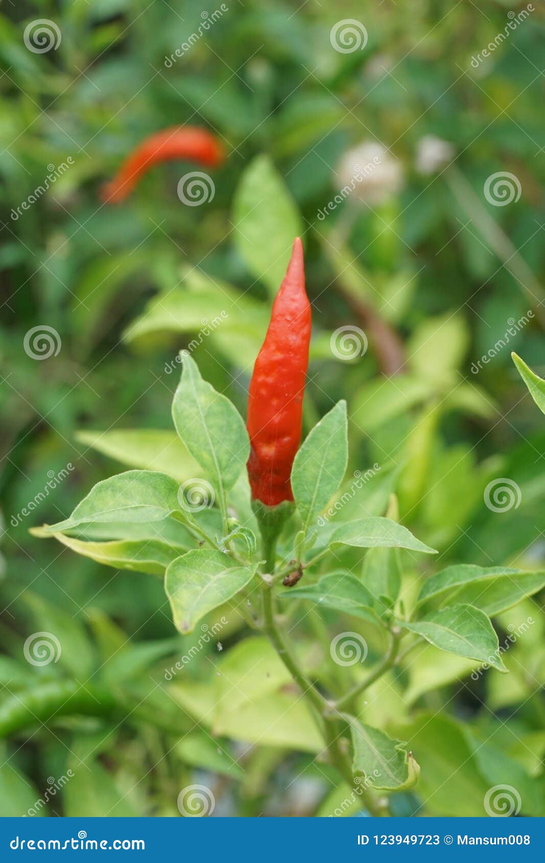 Fresh Chili Tree in Vegetable Garden Stock Image - Image of foliage ...