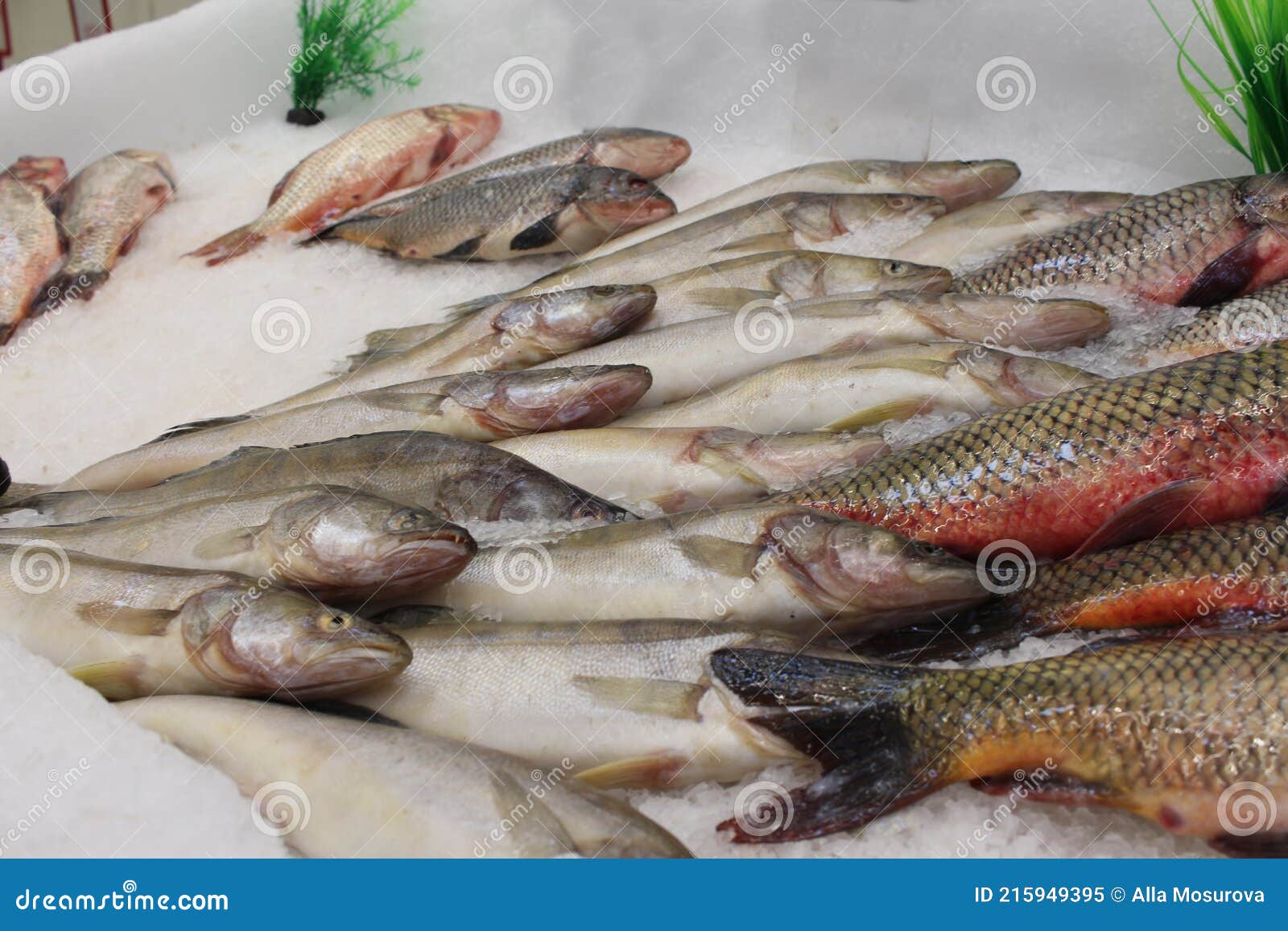 Fresh Chilled Fish Catch on Display in the Store Stock Image - Image of ...