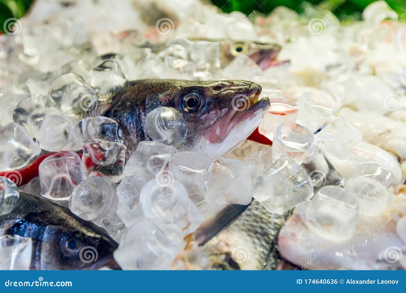 Fresh chilled fish stock photo. Image of cooking, fresh - 174640636