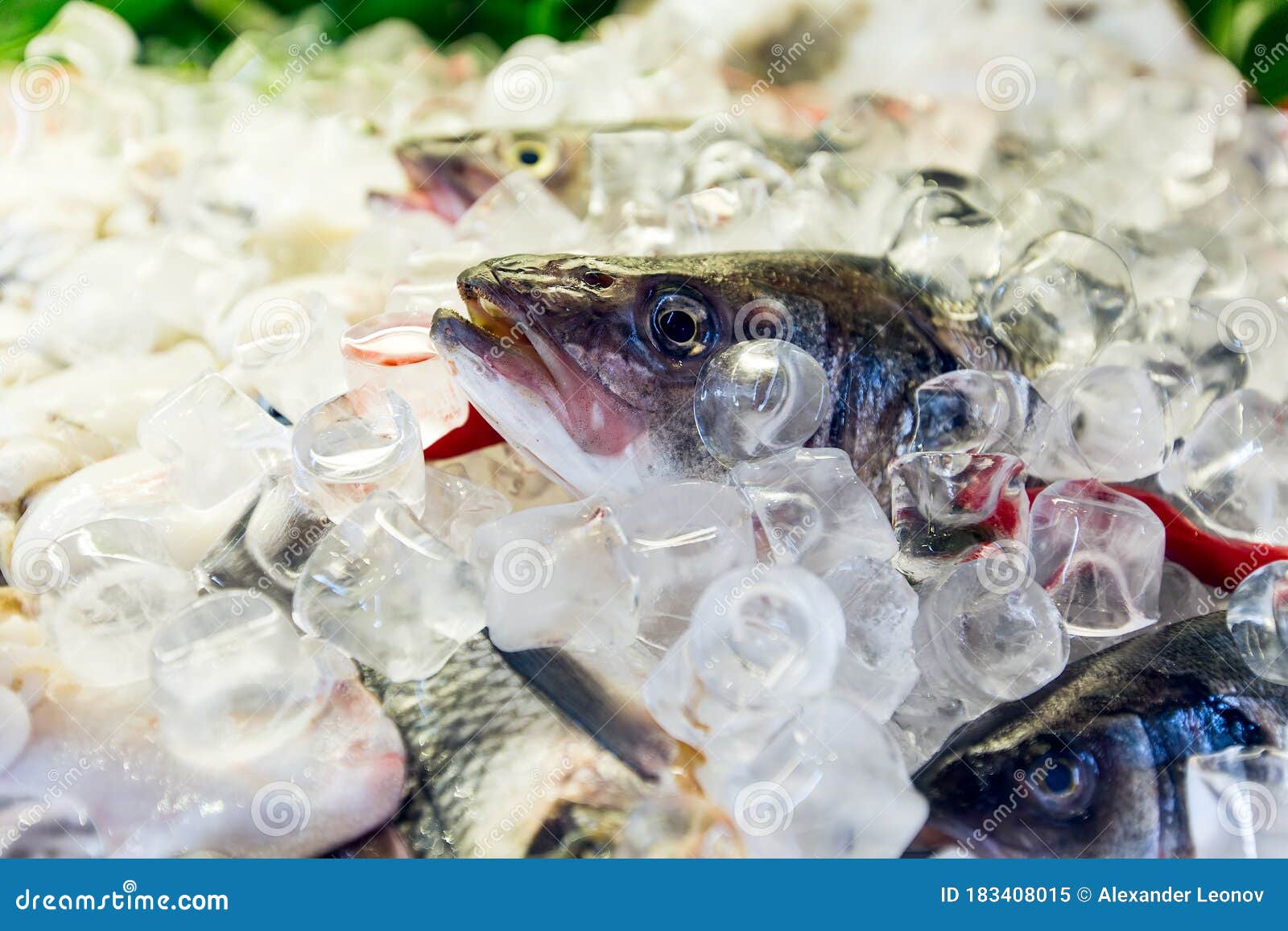 Fresh chilled fish stock image. Image of protein, cooking - 183408015