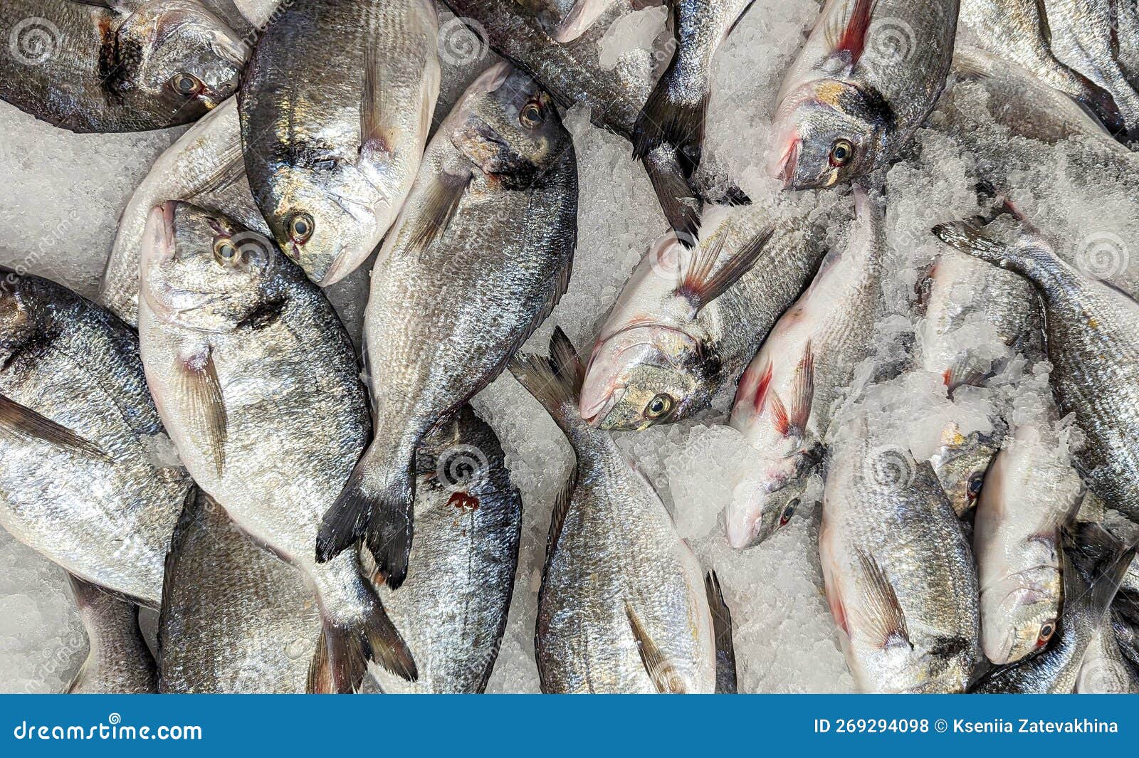 Fresh Chilled Fish among Ice in a Supermarket Stock Photo - Image of ...