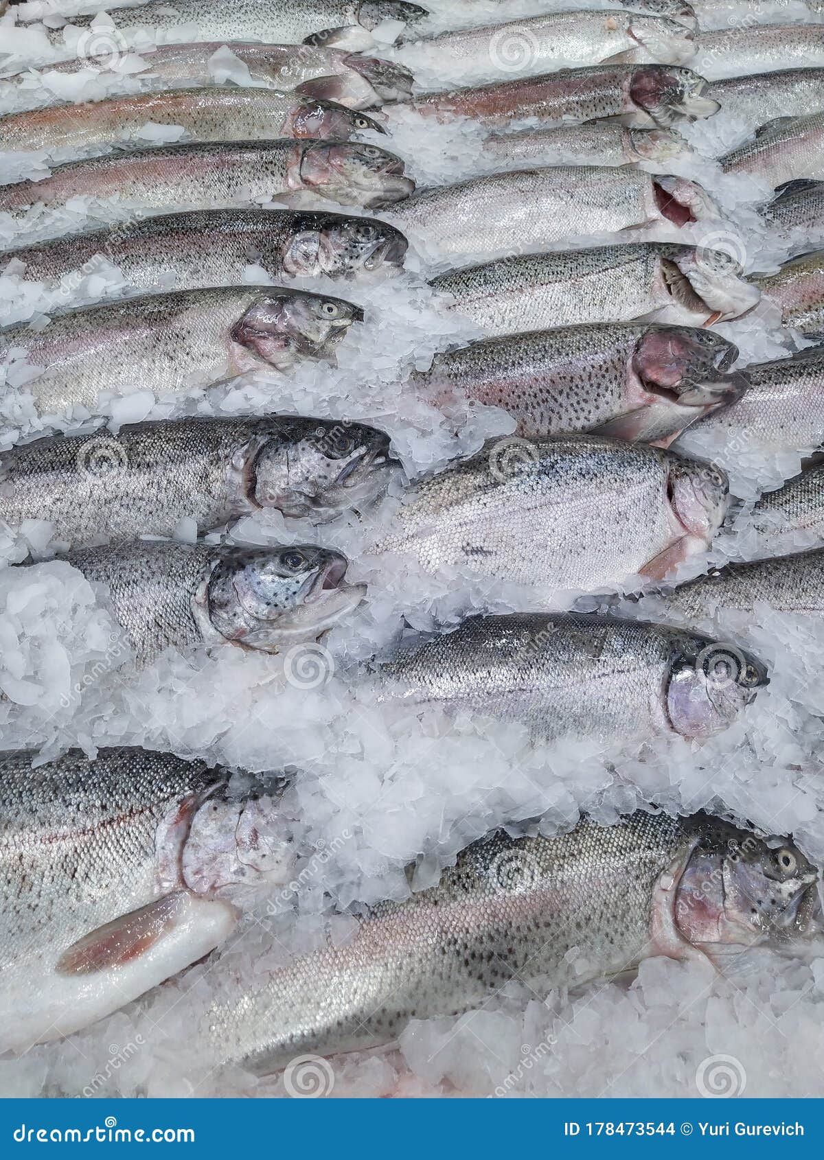 Fresh Chilled Fish Lying on the Ice. Fresh Fish in the Store Limited ...