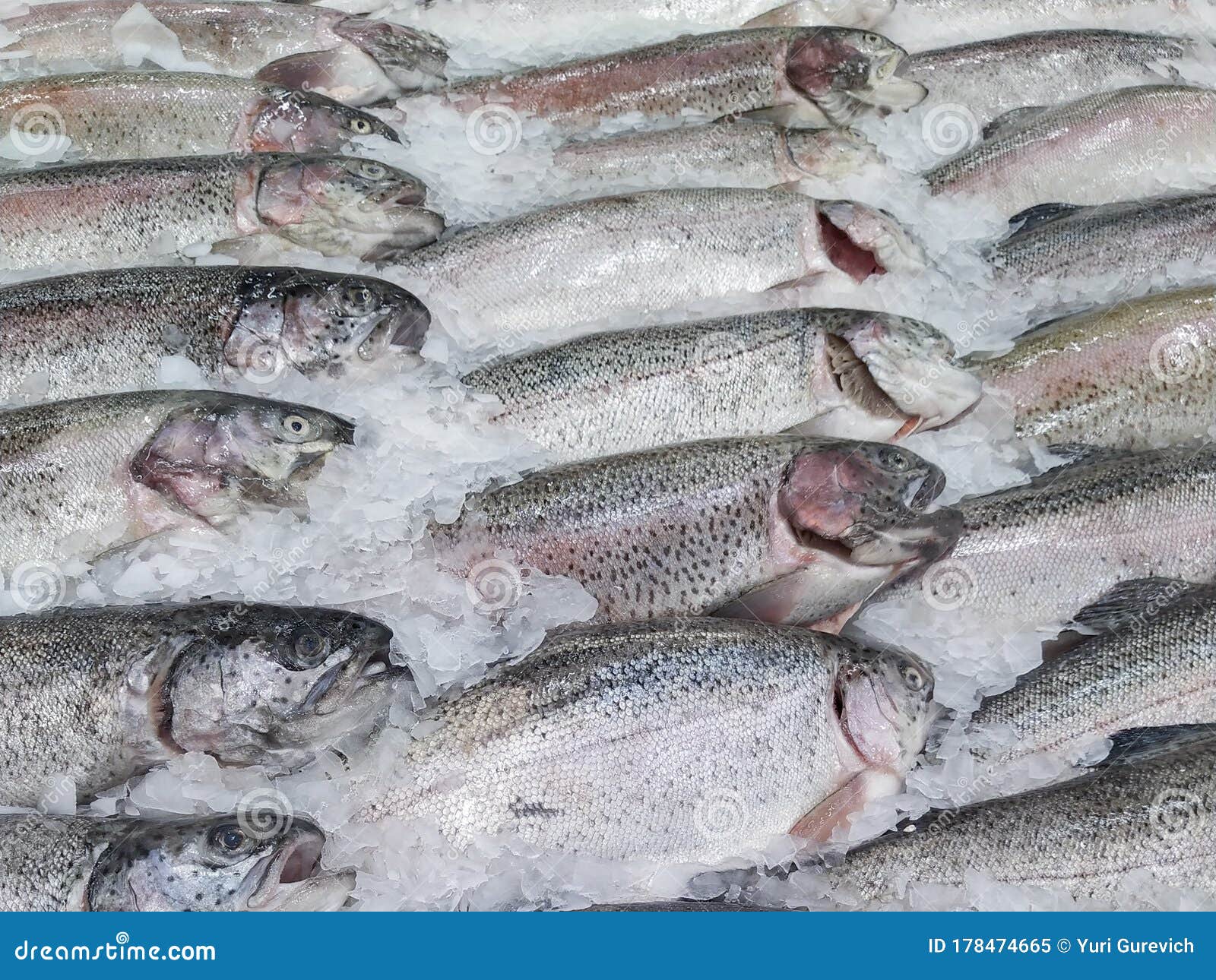 Fresh Chilled Fish Lying on the Ice. Fresh Fish in the Store Limited ...