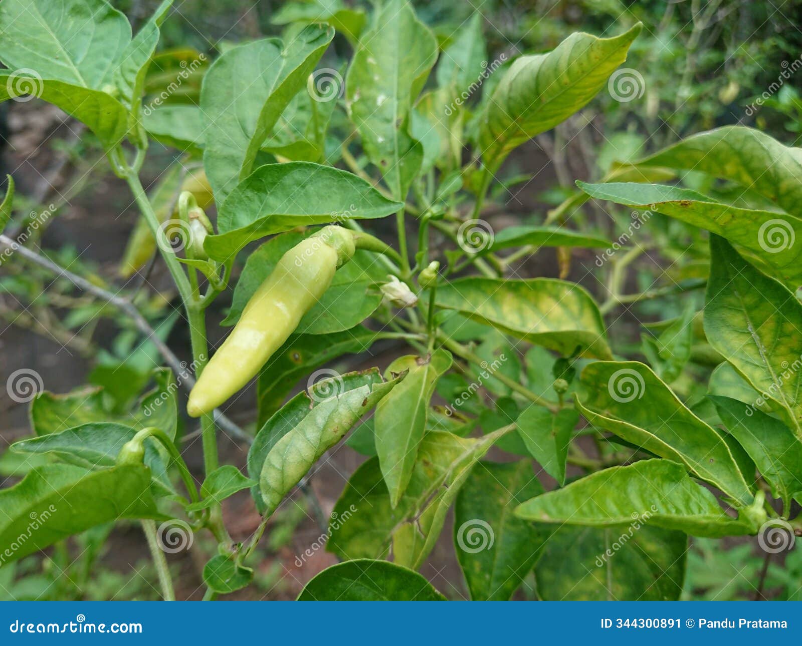 Fresh Chilli Pepper Grows Around The House Royalty-Free Stock ...