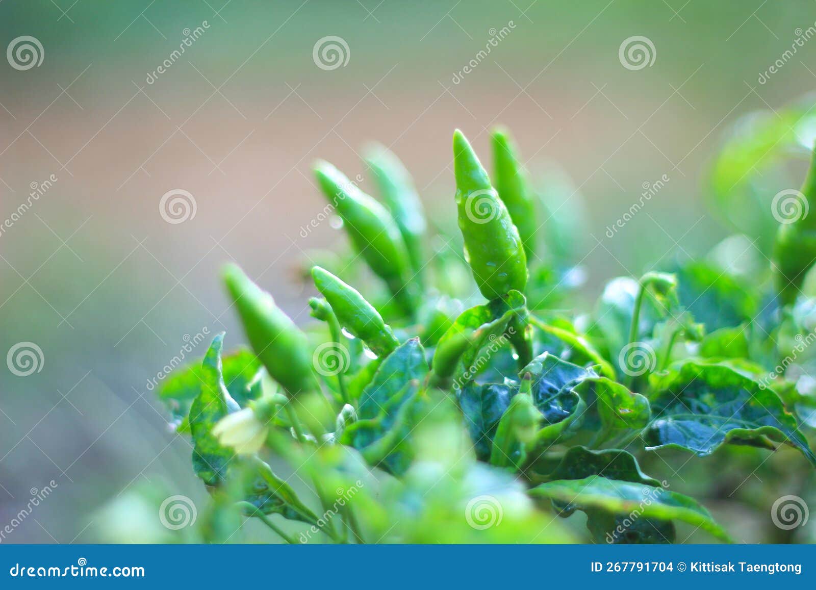 Fresh Chilli Padi, Bird`s Eye Chilli, Bird Chilli Growing in the Garden ...