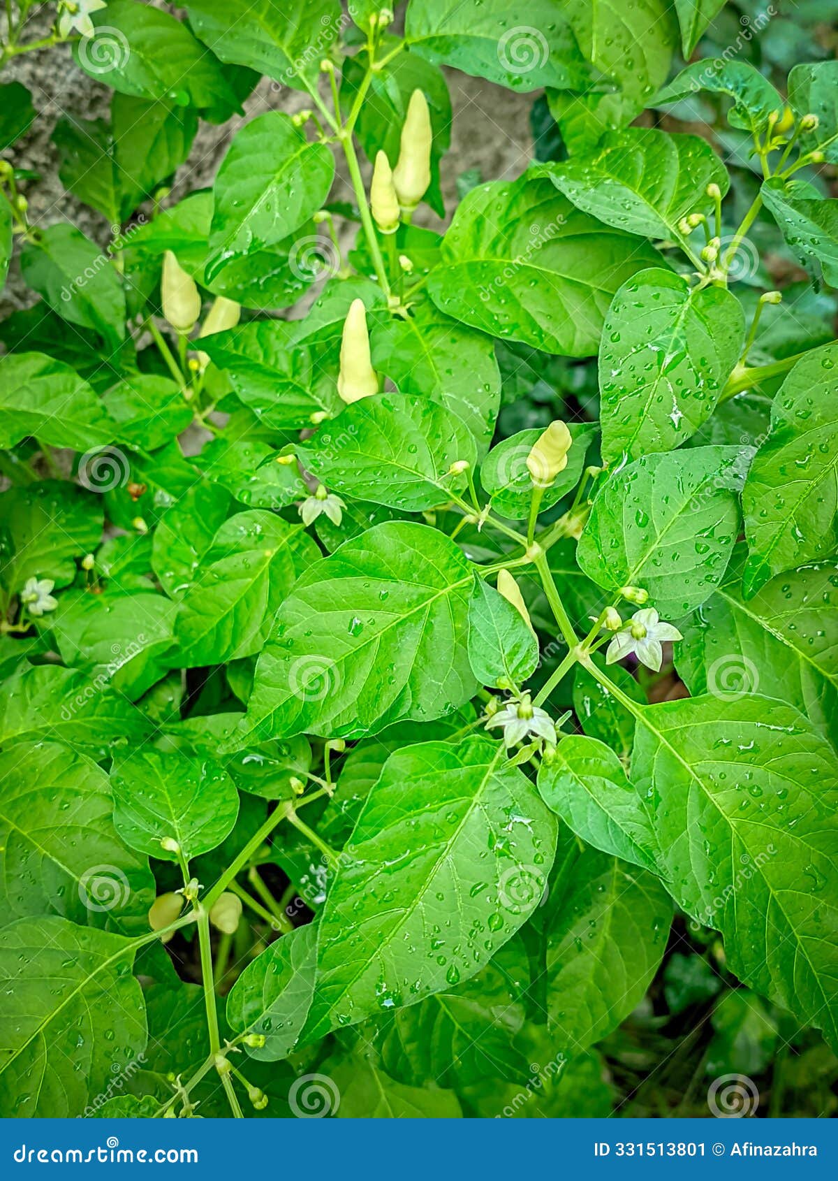 Fresh Chilli Pepper Grows Around the House Stock Image - Image of fresh ...
