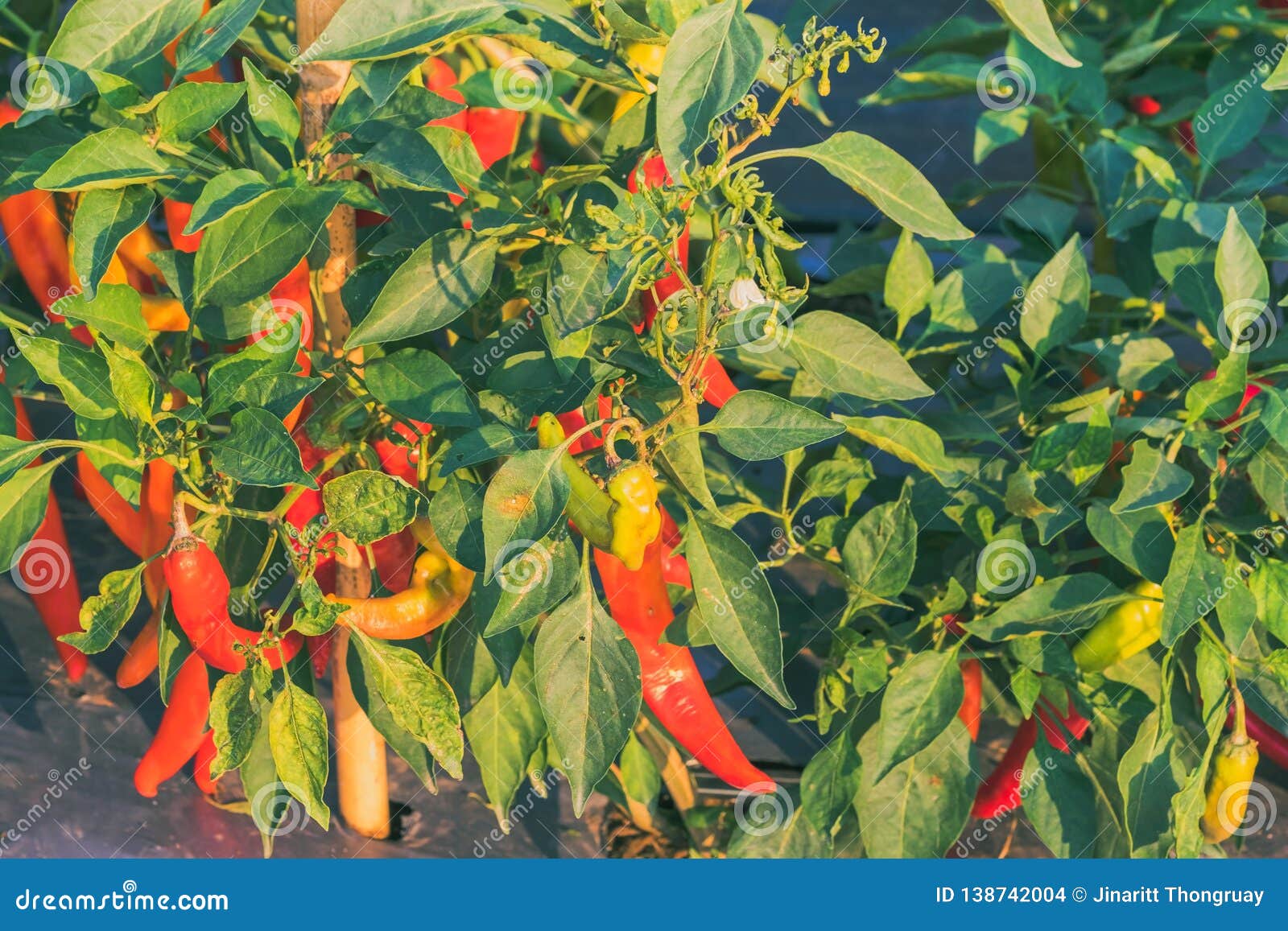 Fresh Chilli Peppers Plant in Garden Stock Photo - Image of food ...
