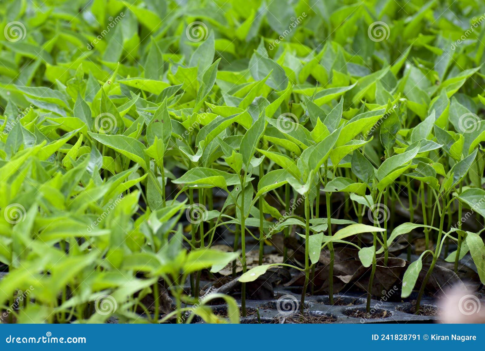 Fresh Chilli seedlings stock image. Image of agriculture - 241828791