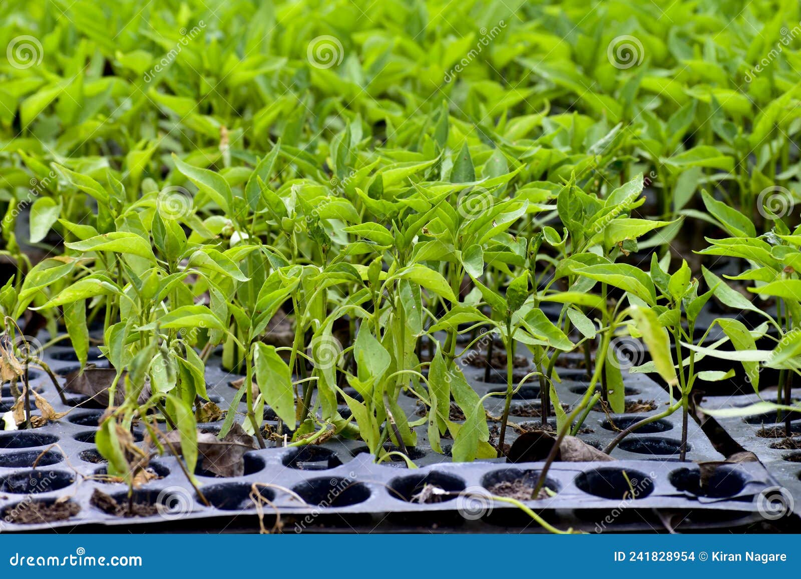 Fresh Chilli seedlings stock photo. Image of fruit, colorful - 241828954