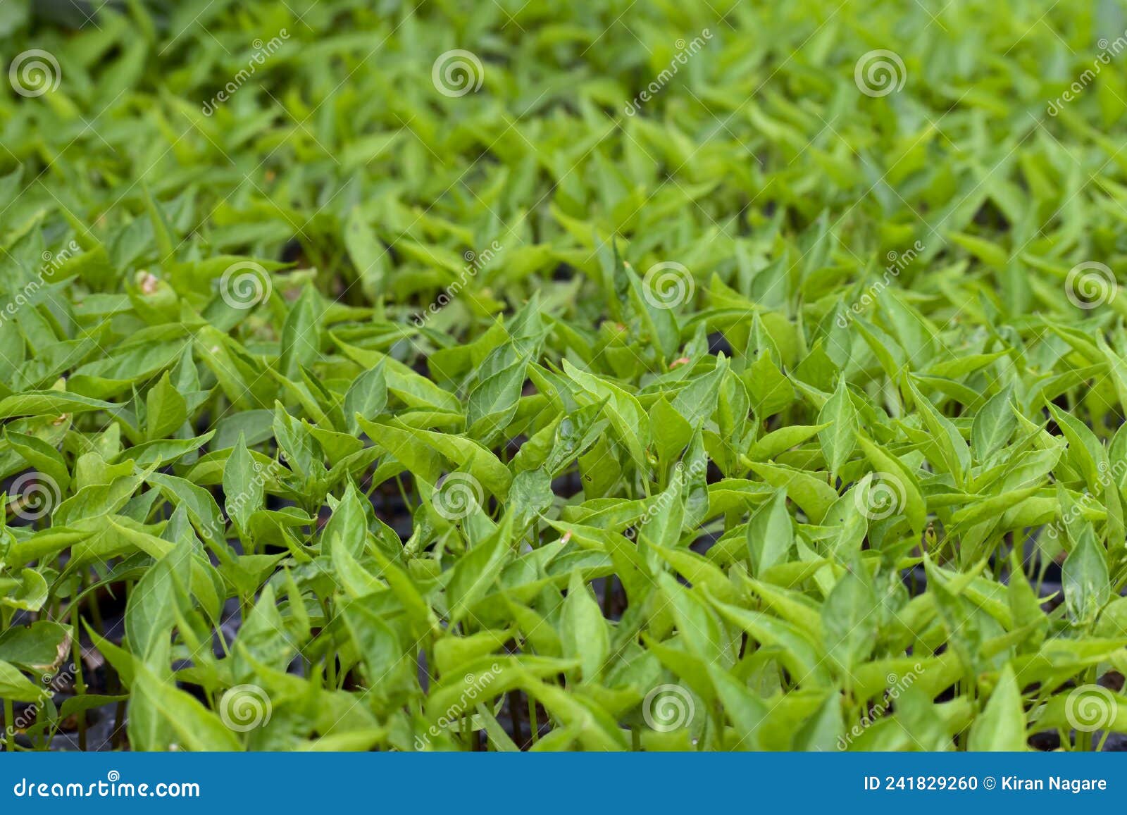 Fresh Chilli seedlings stock photo. Image of farm, deserted - 241829260