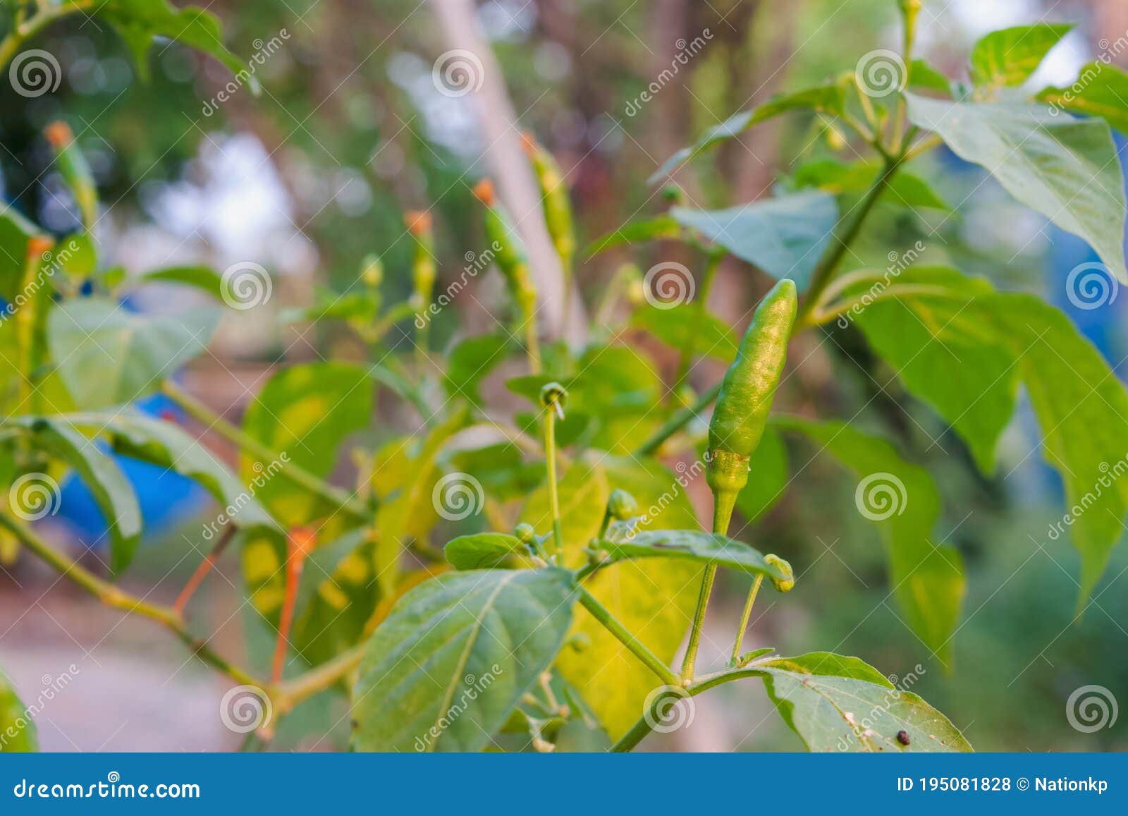 Fresh Chilli on Stem with Leaf Stock Photo - Image of fruit, freshness ...