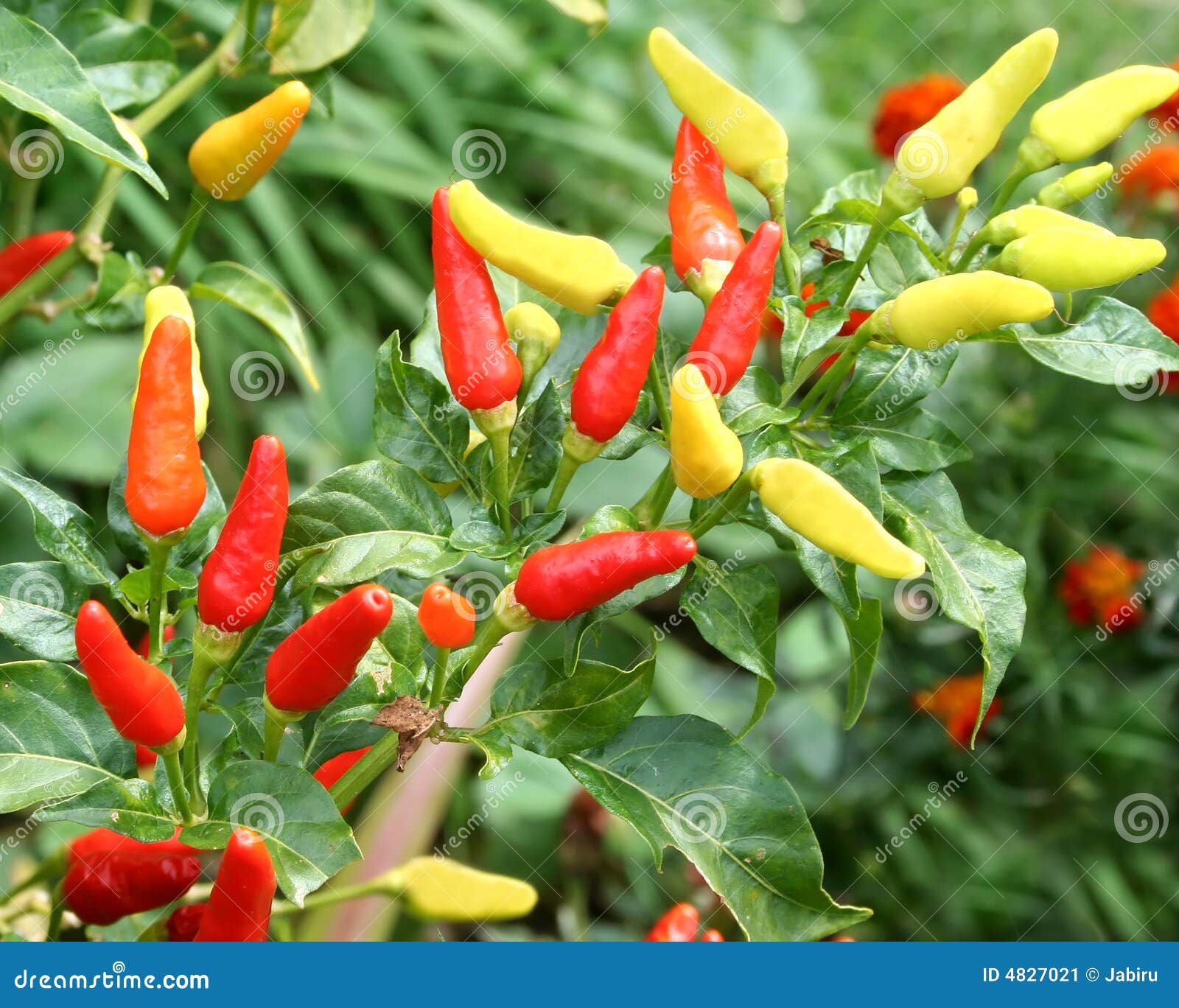 Fresh Chillies stock image. Image of freshness, natural - 4827021