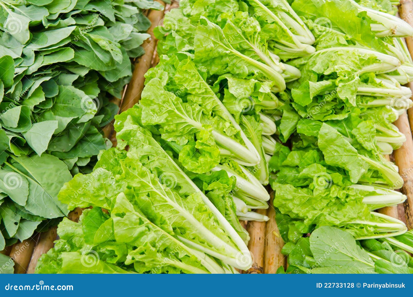 Fresh Chinese Cabbage stock photo. Image of organic, food - 22733128