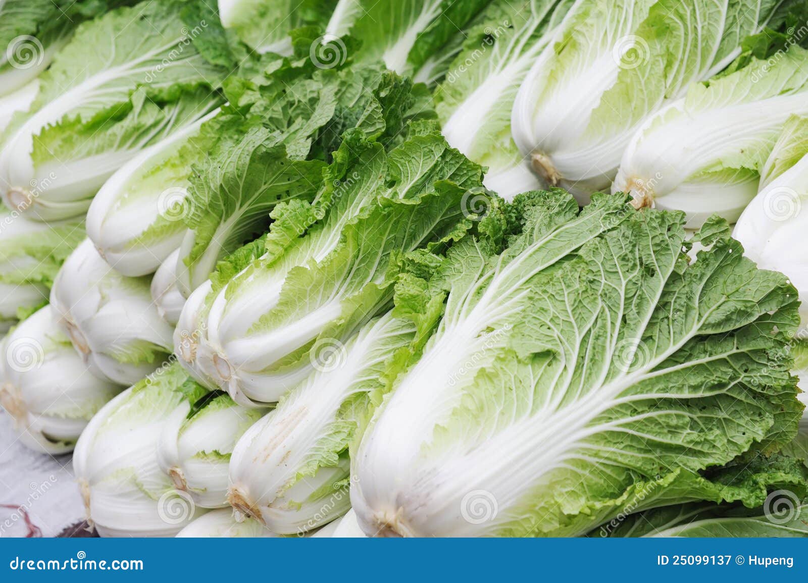 Fresh chinese cabbage stock image. Image of cabbage, environment - 25099137