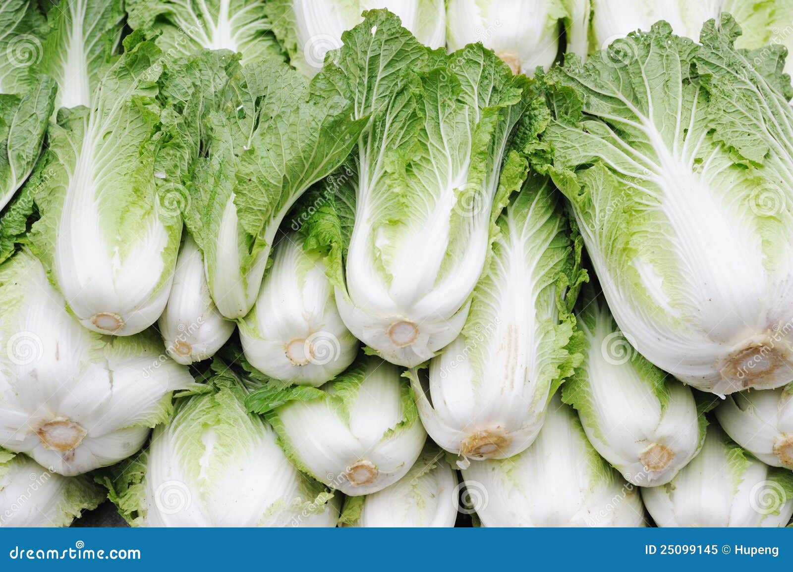 Fresh chinese cabbage stock image. Image of background - 25099145