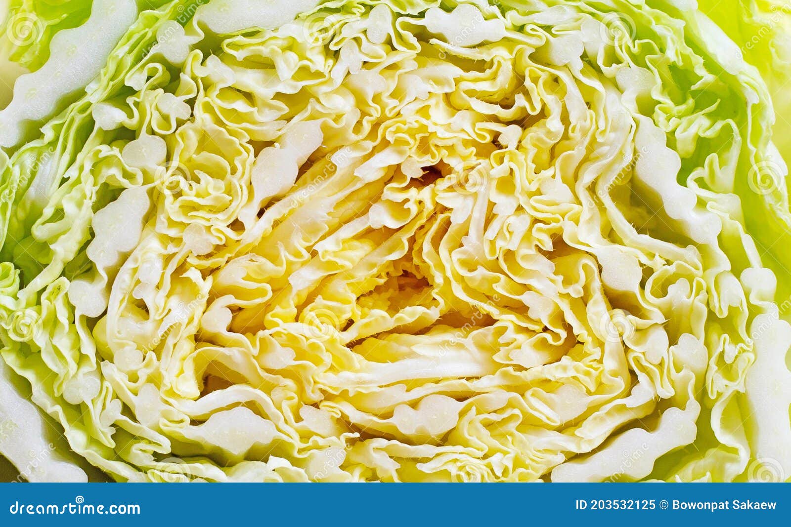 Fresh Chinese Cabbage Cut Half Stock Image - Image of fresh, diet ...