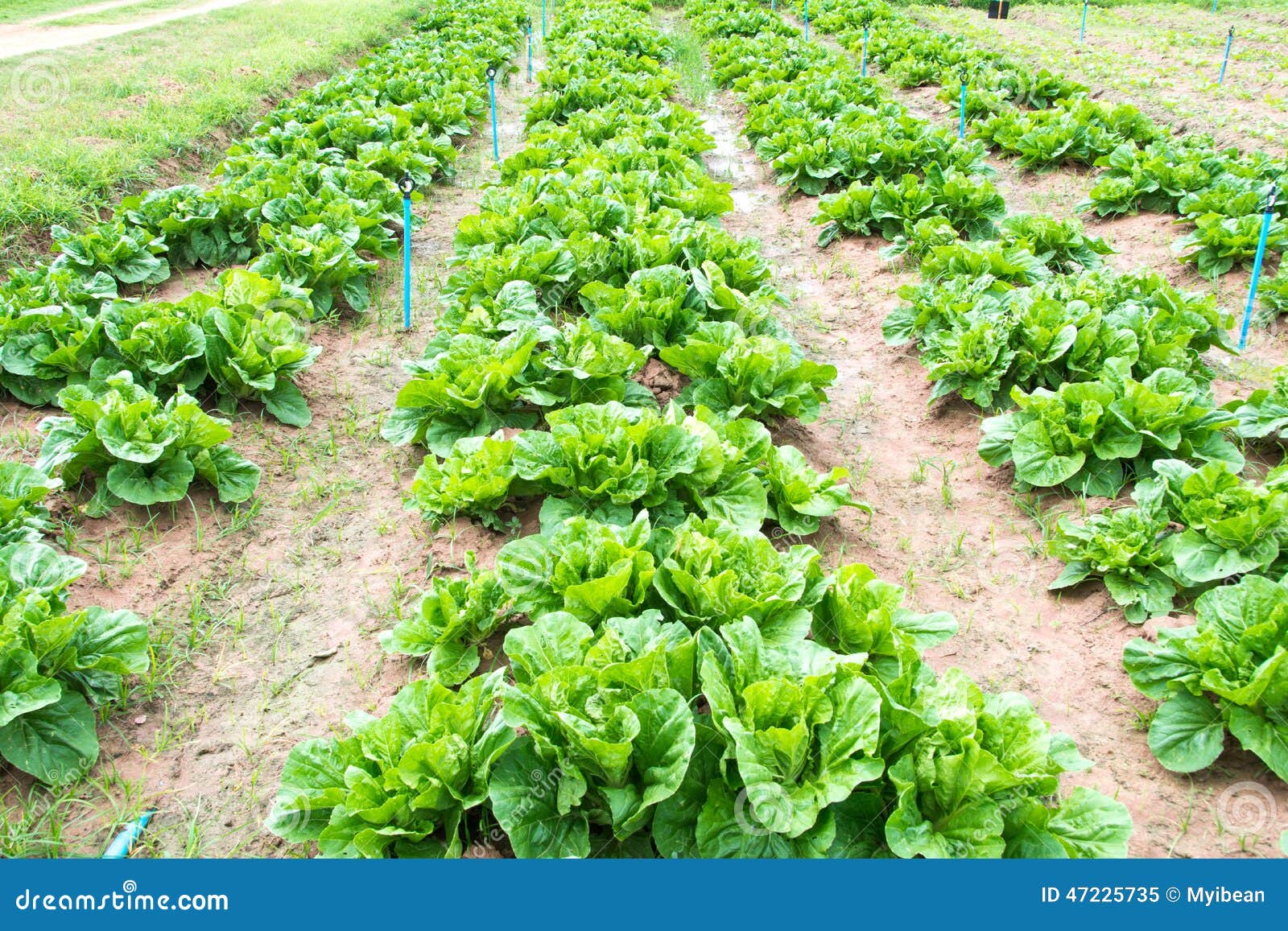 Fresh Chinese cabbage stock image. Image of leaf, lush - 47225735