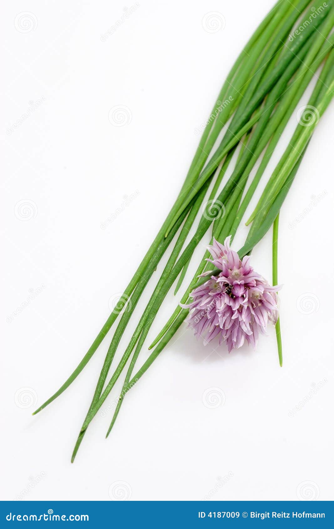Fresh Chive stock image. Image of tasty, fresh, natural - 4187009