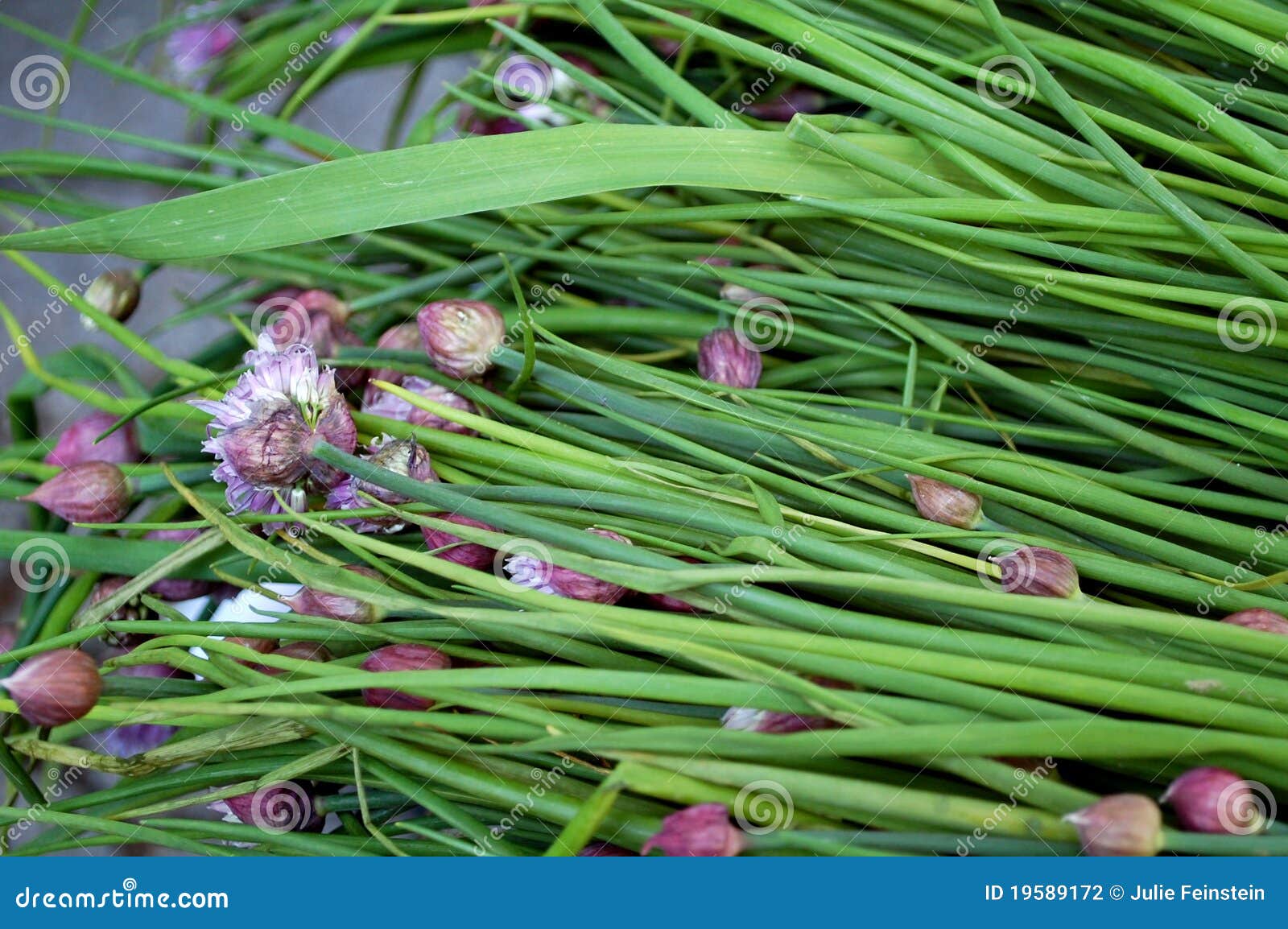 Fresh Chives stock photo. Image of garlicky, allium, garlic - 19589172