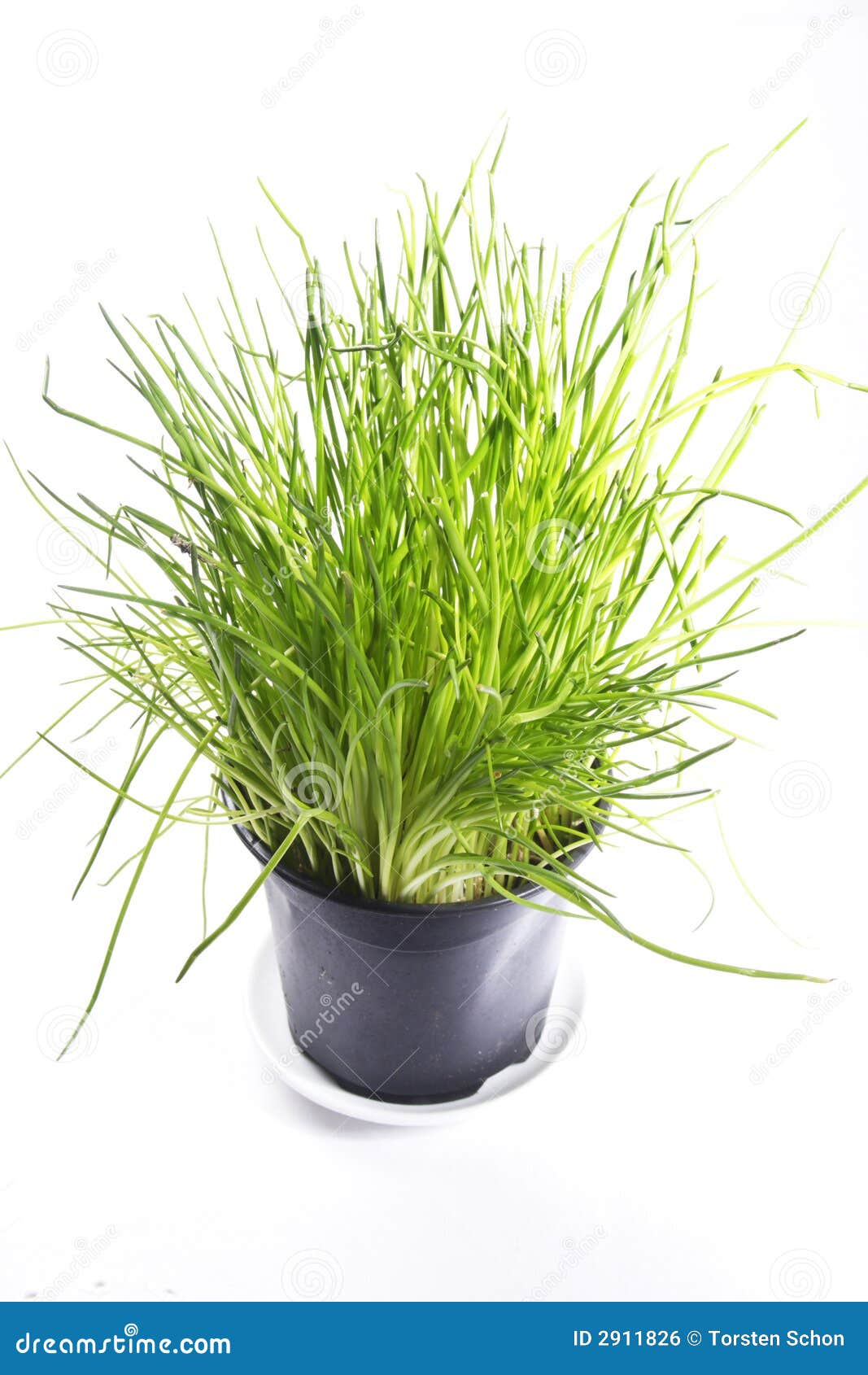 Fresh chives stock photo. Image of harvested, vegetarian - 2911826