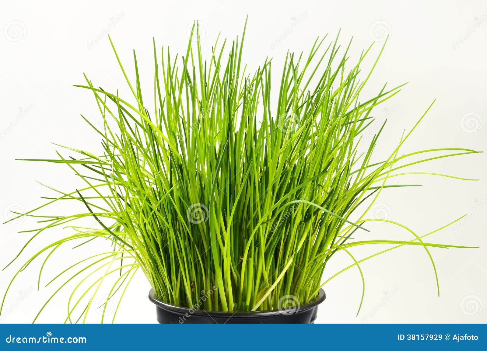 Fresh chives stock image. Image of studio, plastic, shot - 38157929