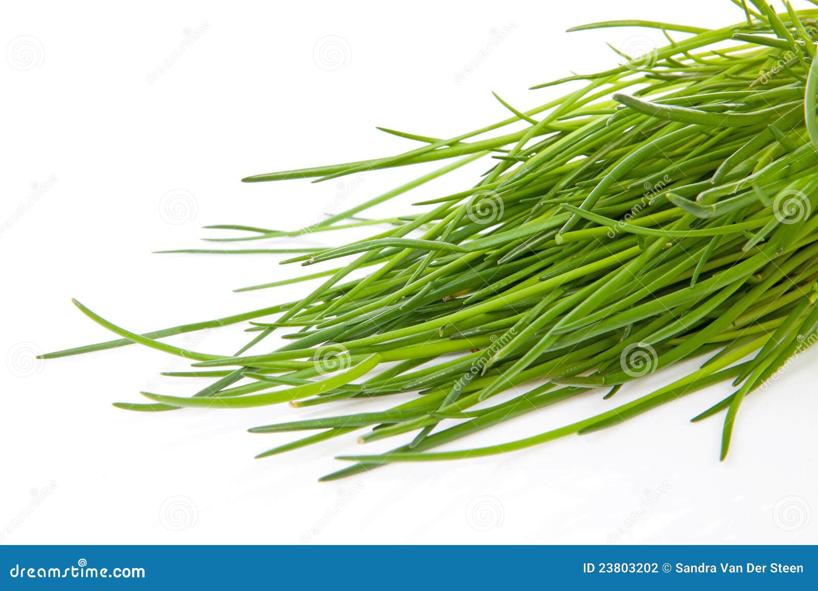 Fresh chives in closeup stock photo. Image of chives - 23803202
