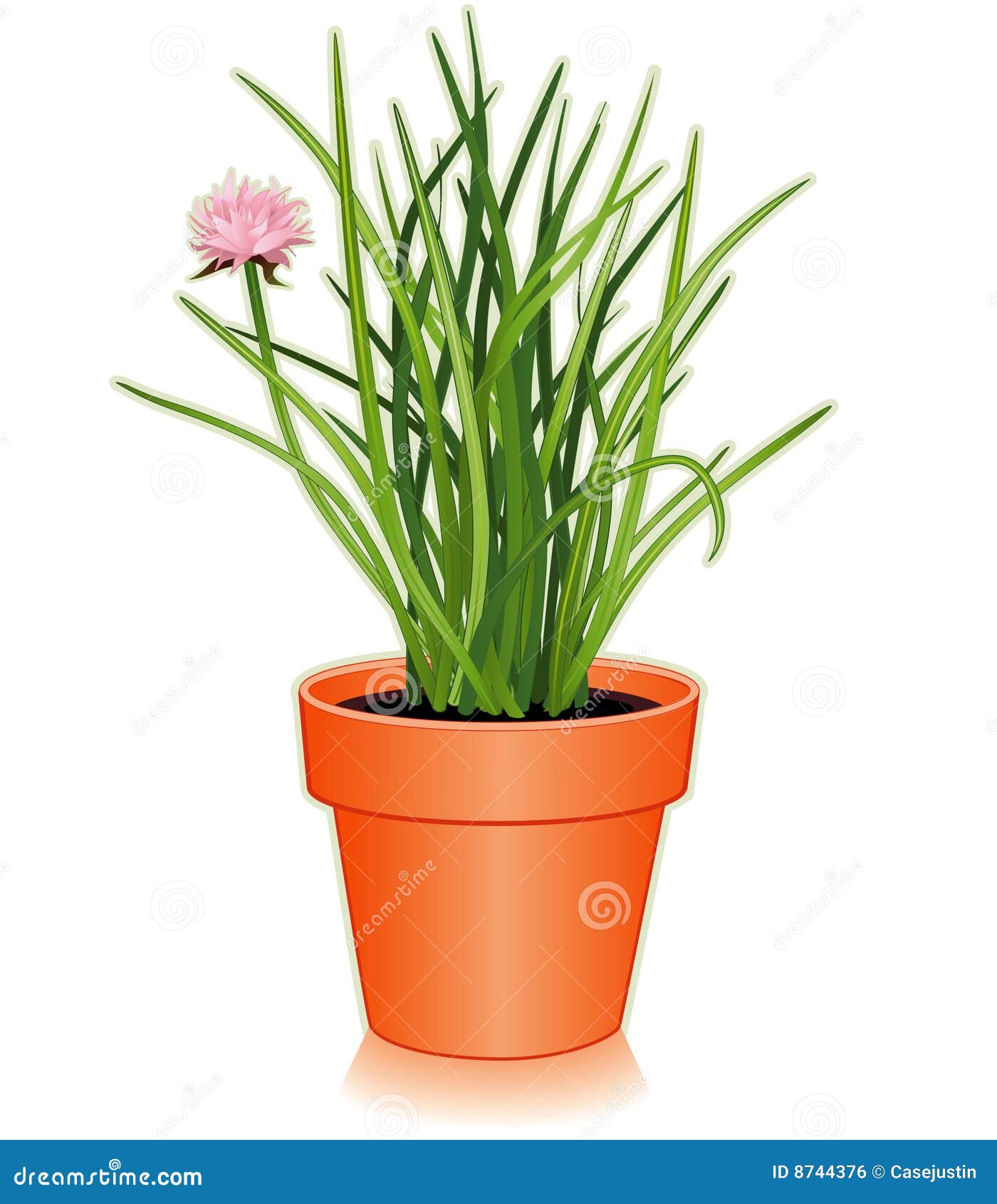Growing Chives Illustration Cartoon Vector | CartoonDealer.com #134594997