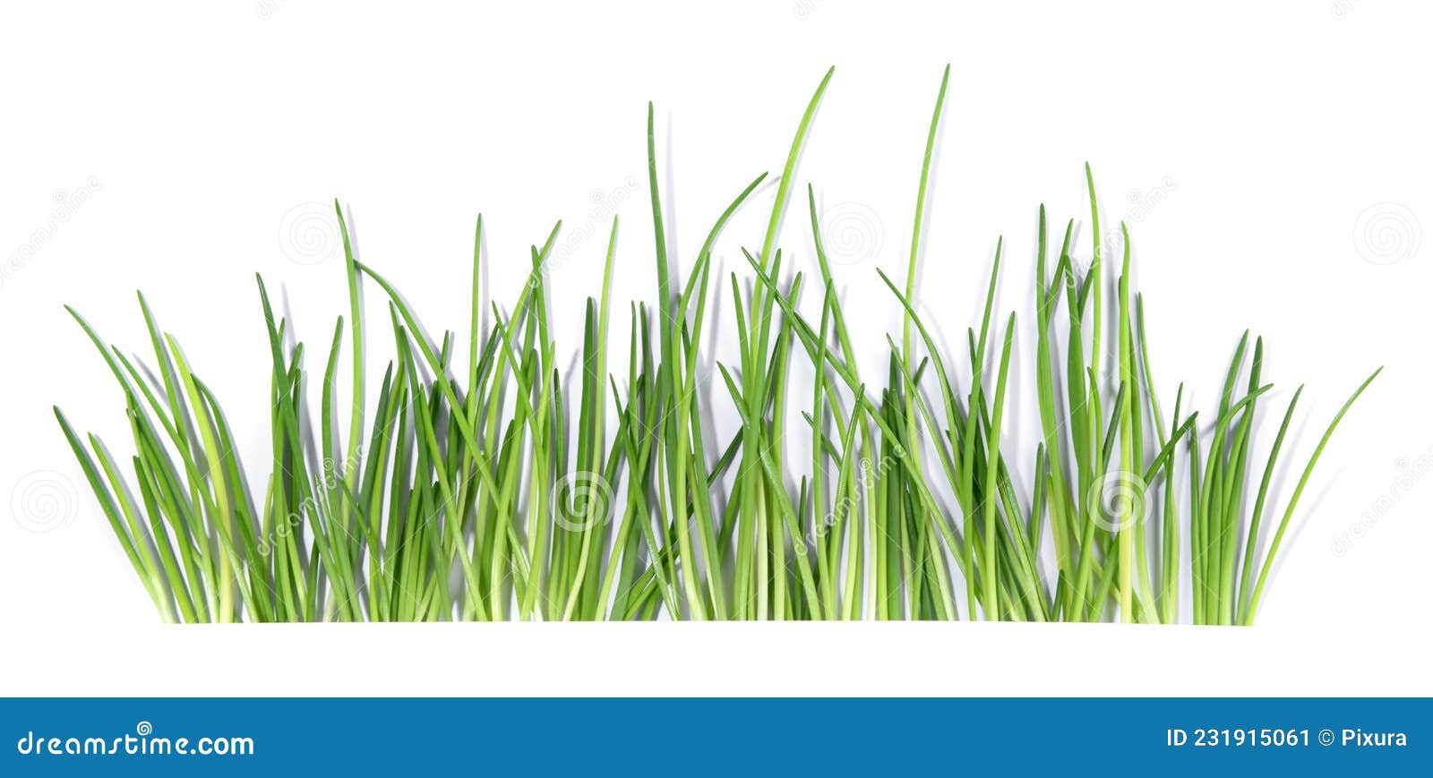 Fresh Chives Panorama Isolated on White Background Stock Image - Image ...