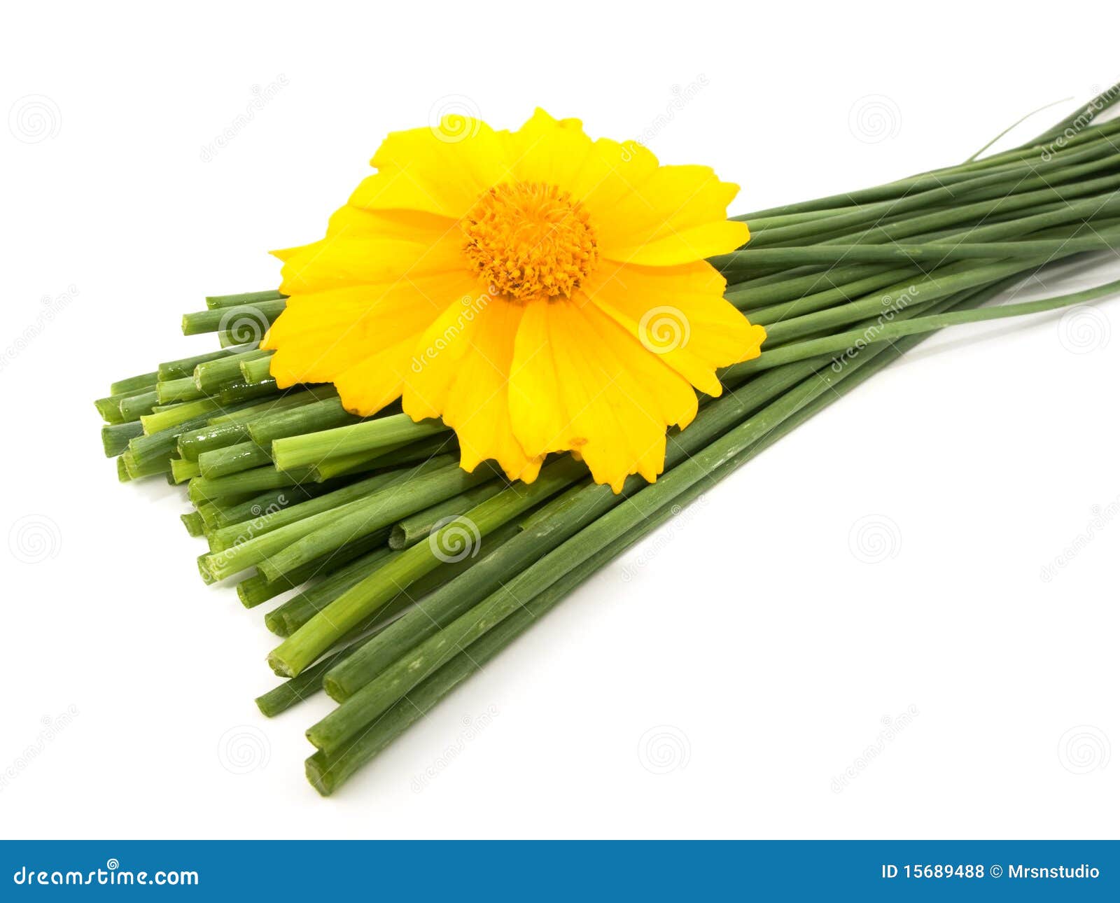 Fresh Chives and Yellow Flower Stock Photo - Image of green, closeup ...