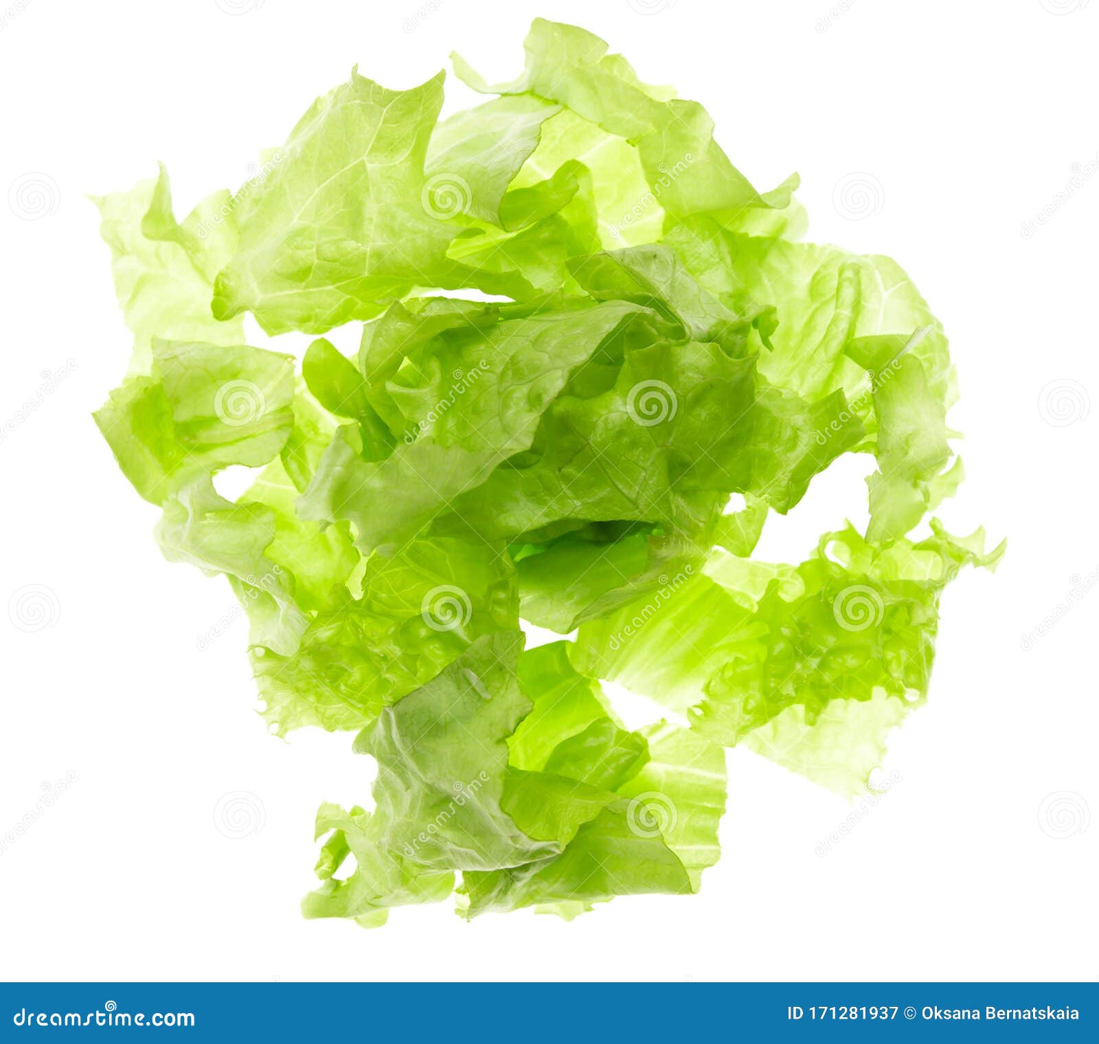 Chopped Lettuce Royalty-Free Stock Photography | CartoonDealer.com #6657197