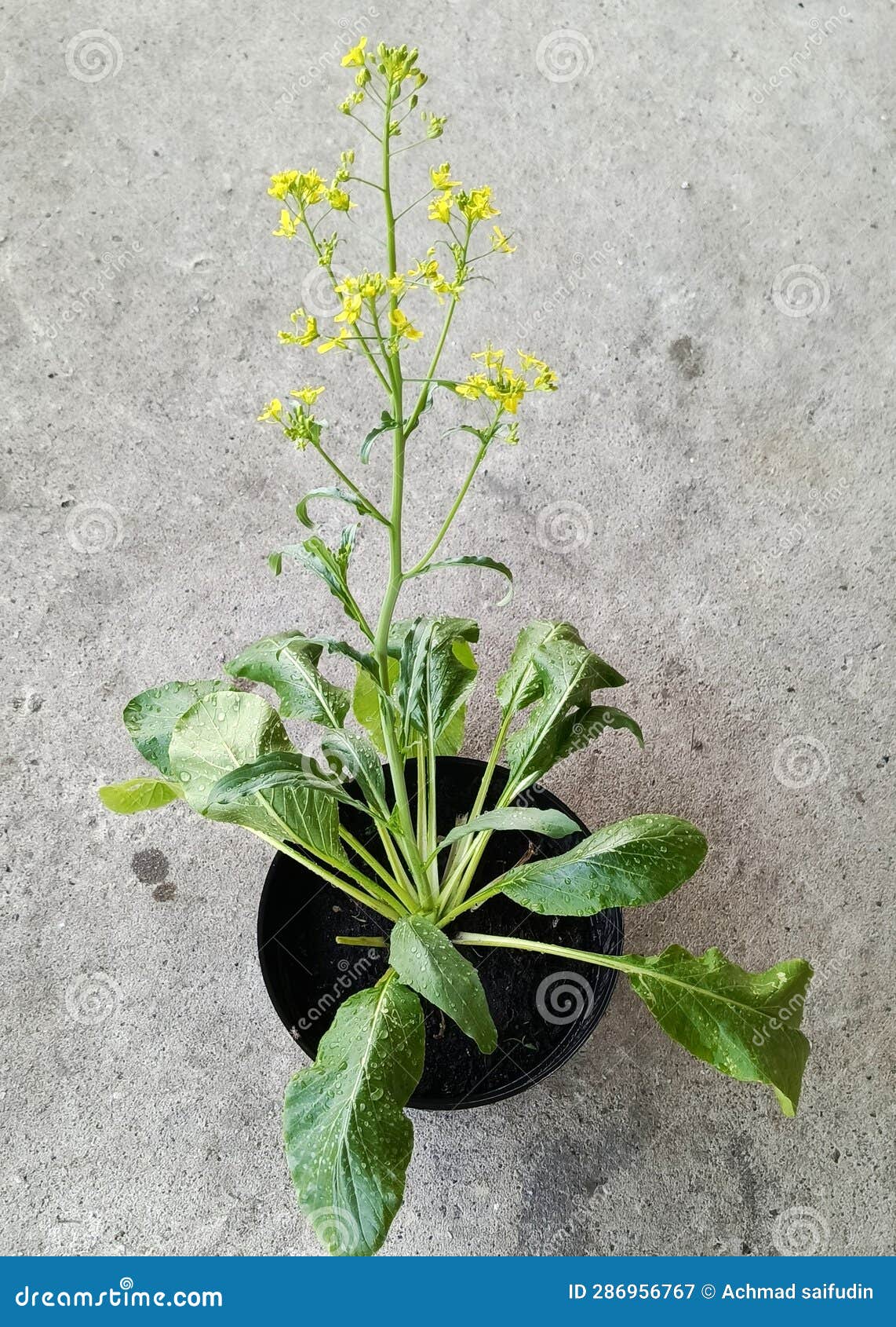 Fresh Choy Sum Grown in Pots Stock Image - Image of nature, pots: 286956767