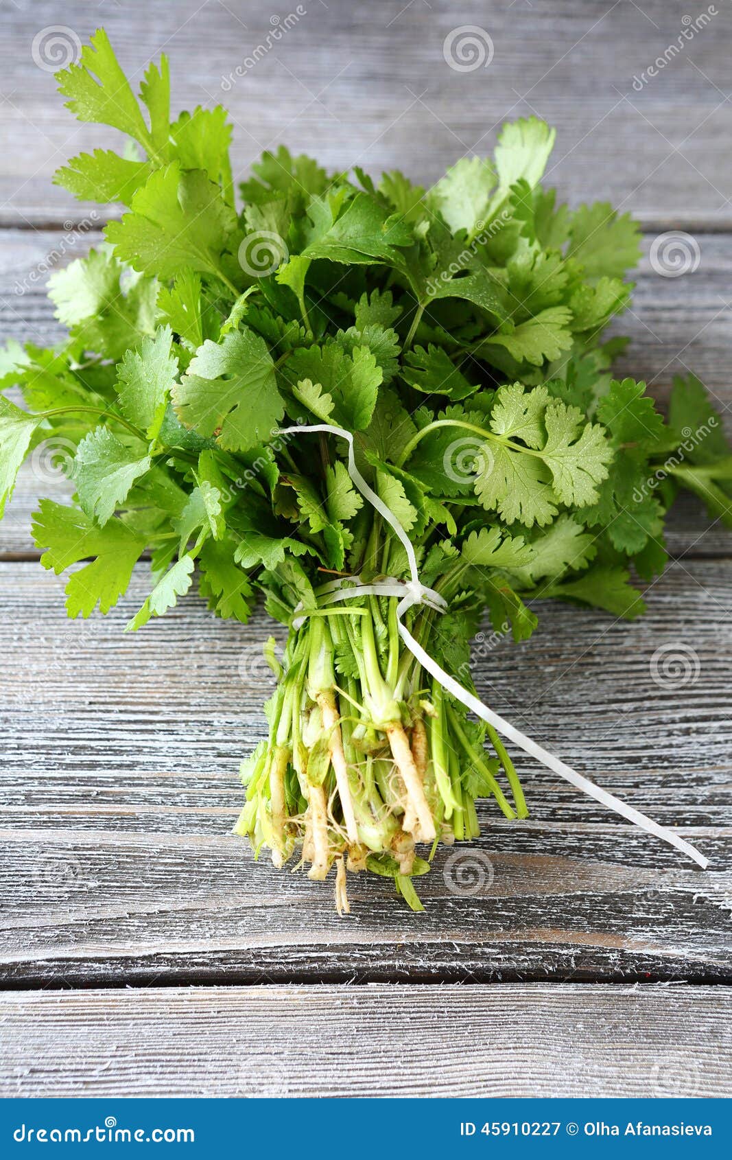 Fresh Cilantro on the Boards Stock Image - Image of healthy, leaf: 45910227