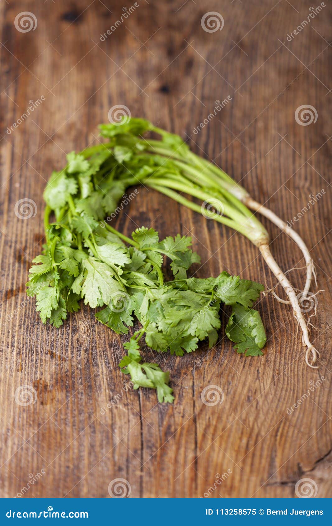 Cilantro stock image. Image of background, superfood - 113258575