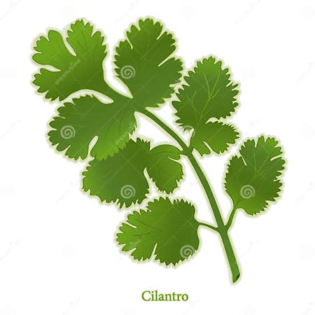 Fresh Cilantro Herb stock vector. Illustration of fresh - 12232792
