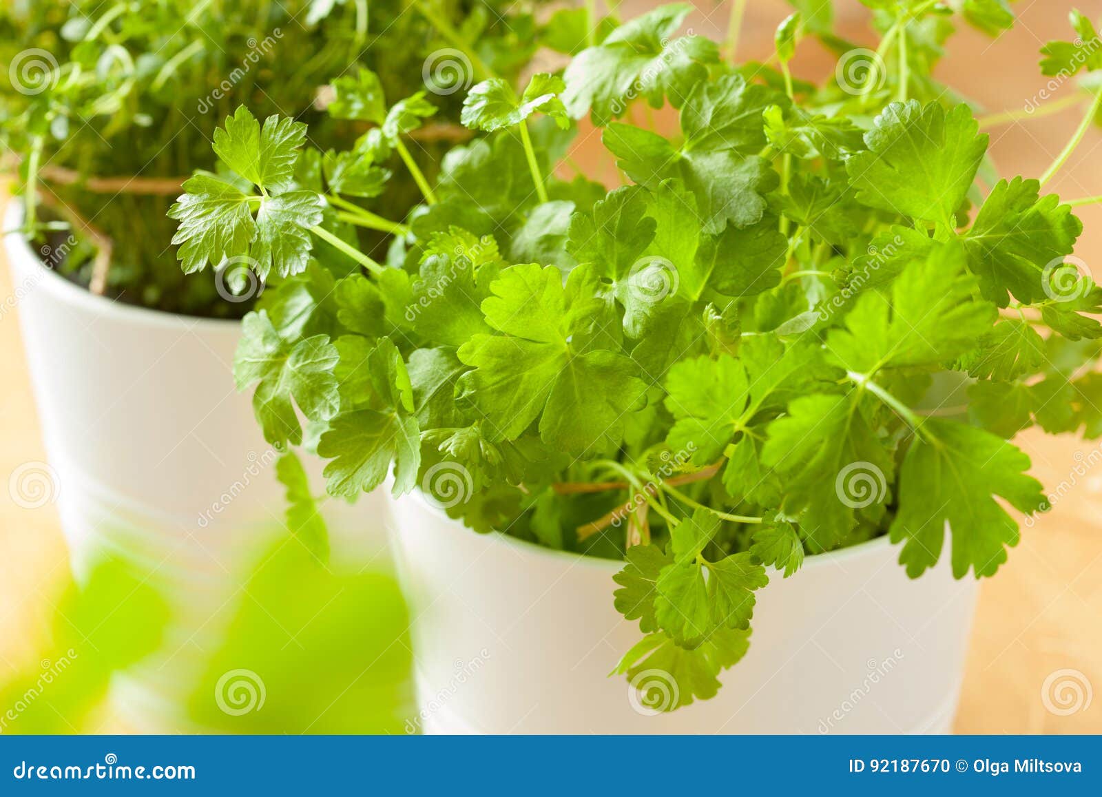 Fresh Cilantro Herb Coriander Leaf in Pot Stock Photo - Image of taste ...