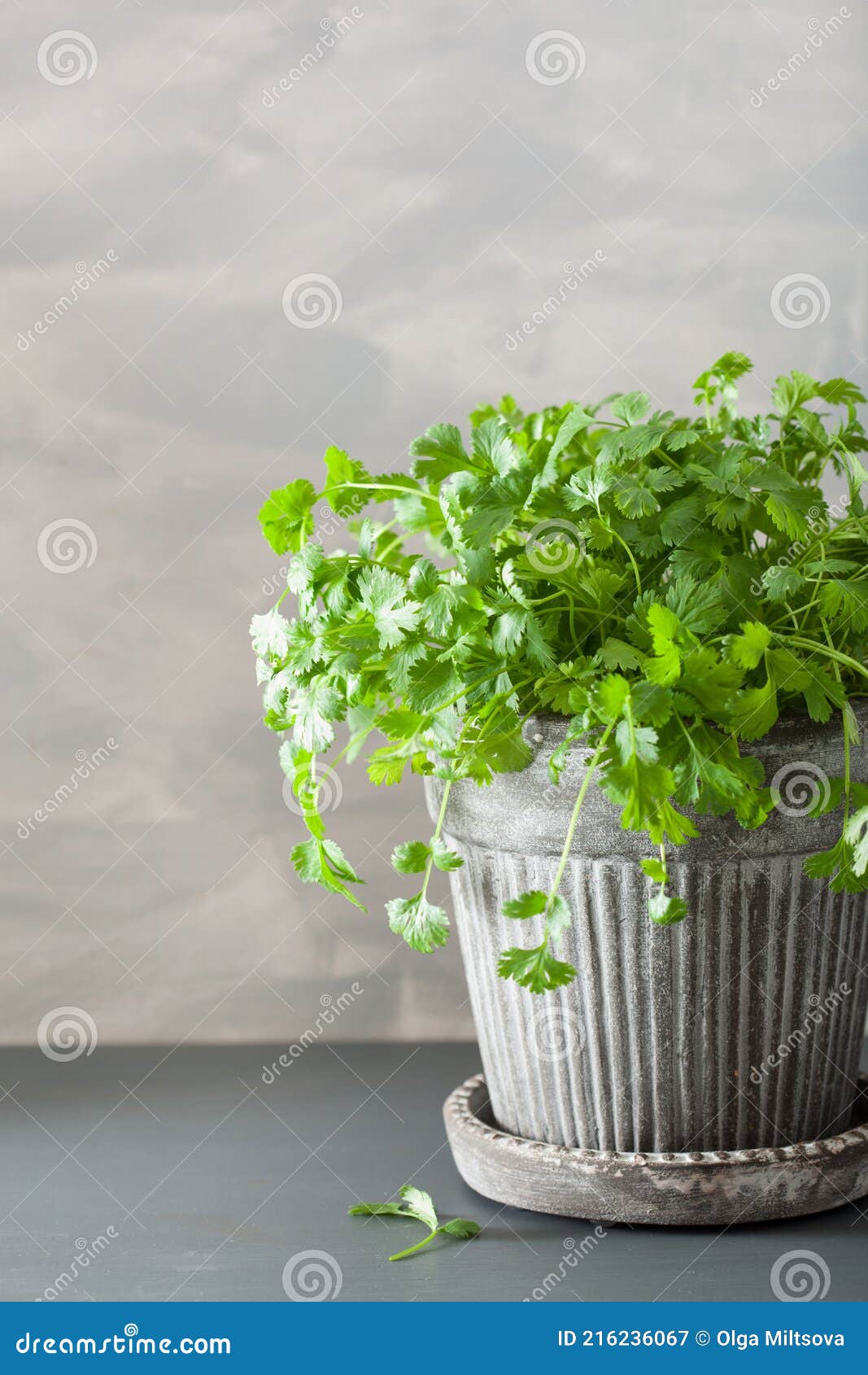 Fresh Cilantro Herb in Flowerpot Stock Image - Image of health ...