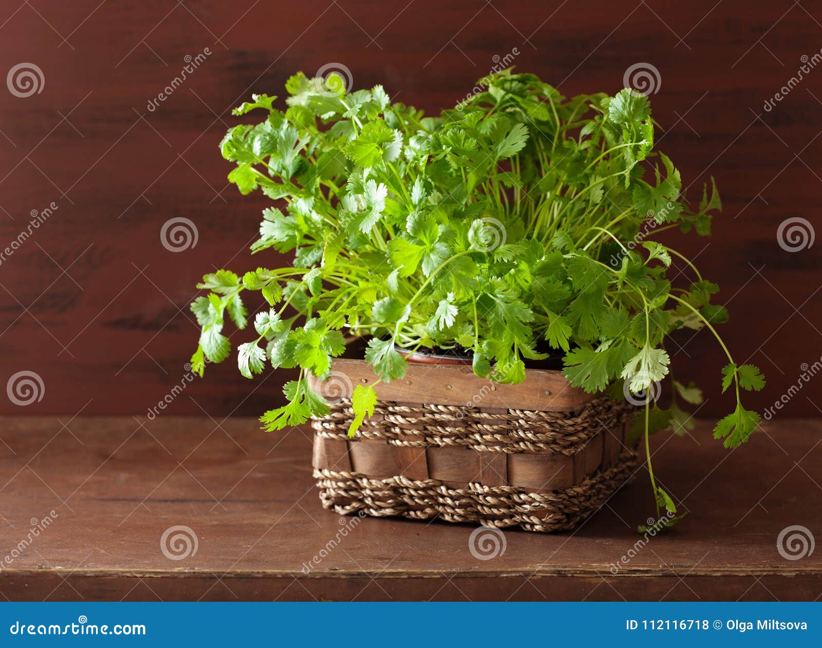 Fresh cilantro herb in pot stock photo. Image of garden - 112116718