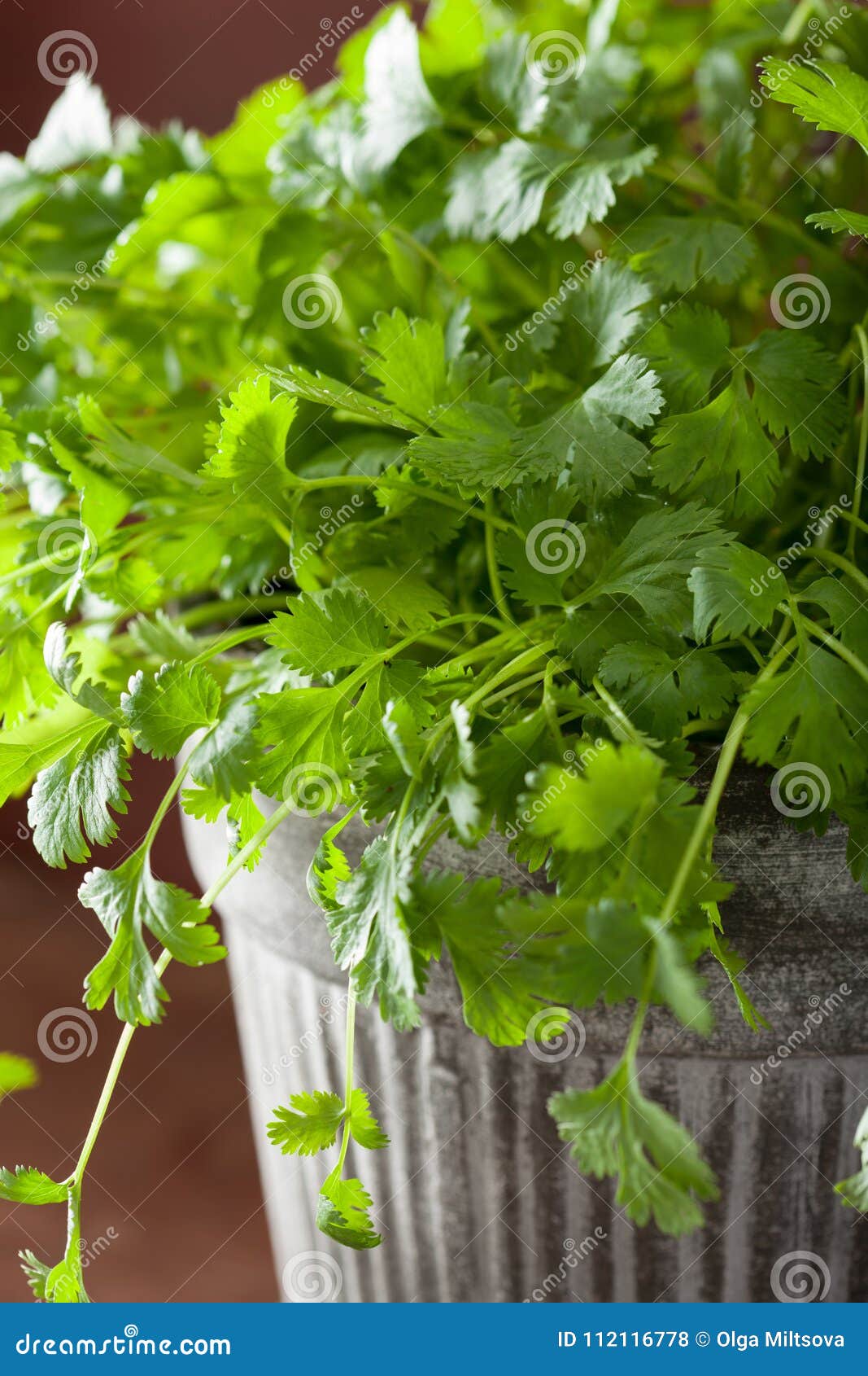 Fresh cilantro herb in pot stock photo. Image of kitchen - 112116778