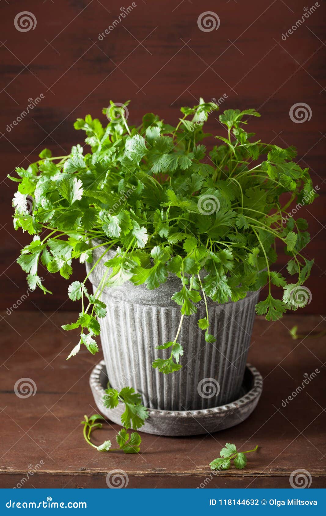 Fresh cilantro herb in pot stock photo. Image of kitchen - 118144632