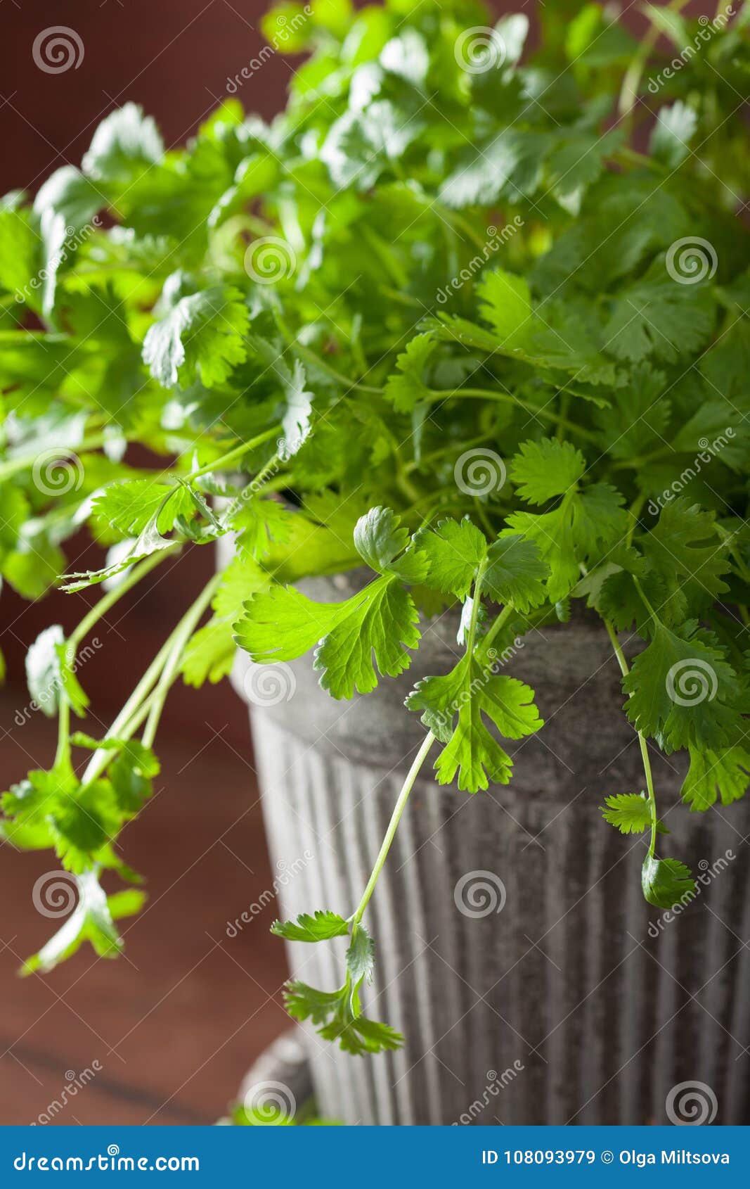 Fresh cilantro herb in pot stock image. Image of rustic - 108093979