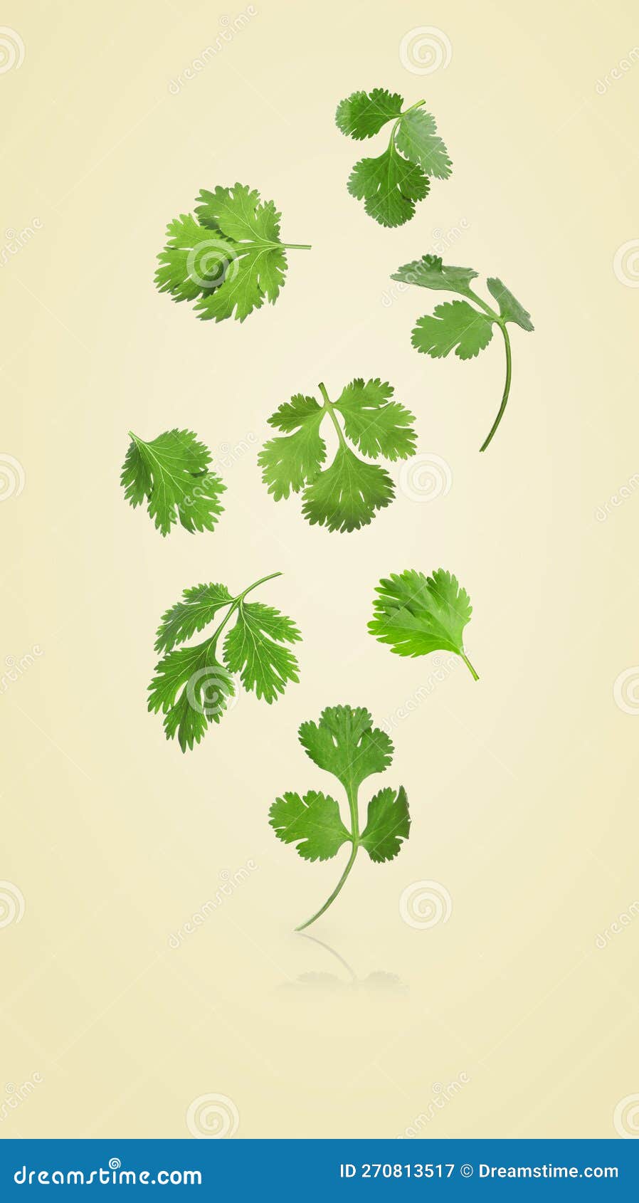 Fresh Cilantro Leaves Falling on Beige Background Stock Image - Image ...