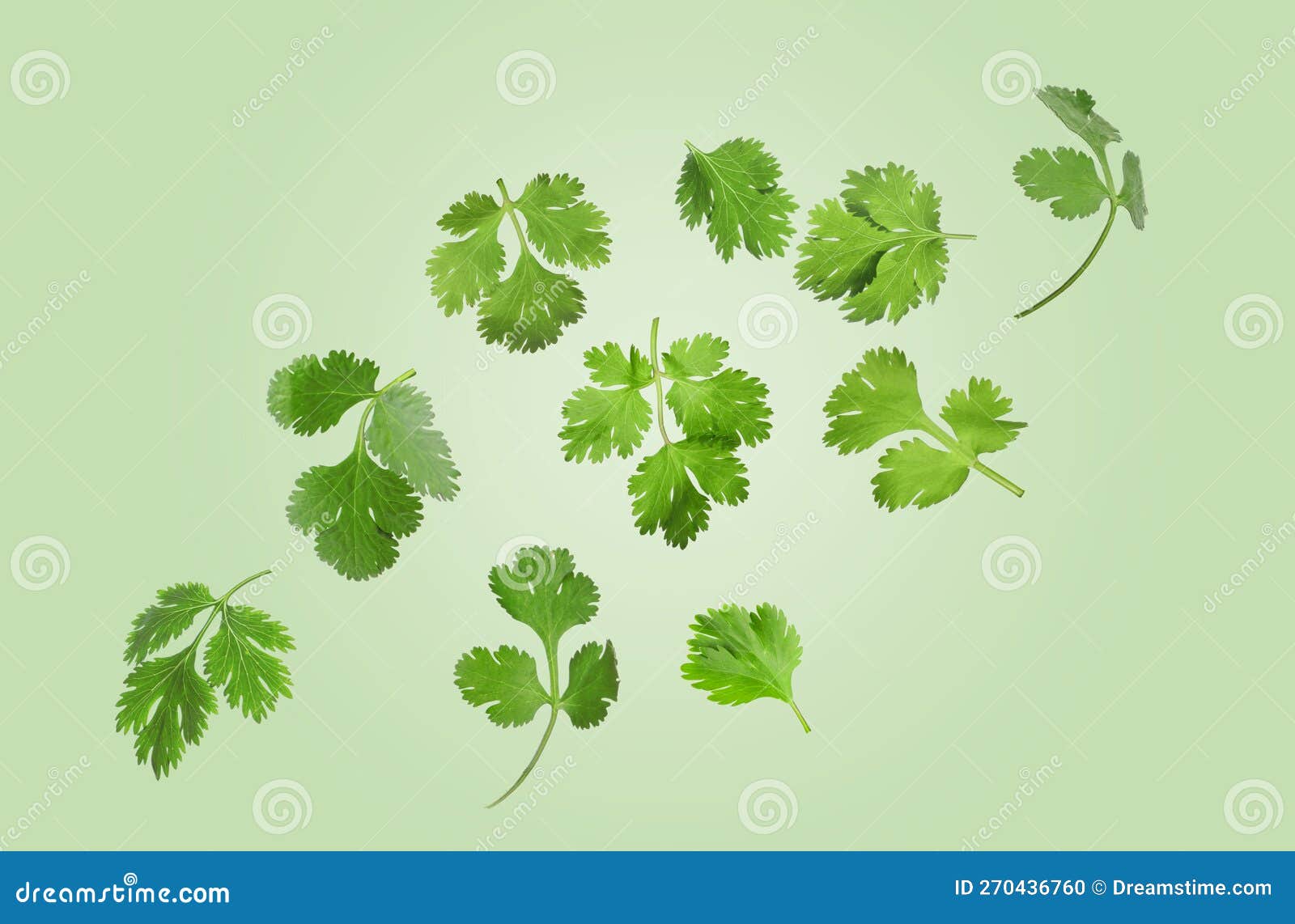 Fresh Cilantro Leaves Flying on Light Green Background Stock Photo ...