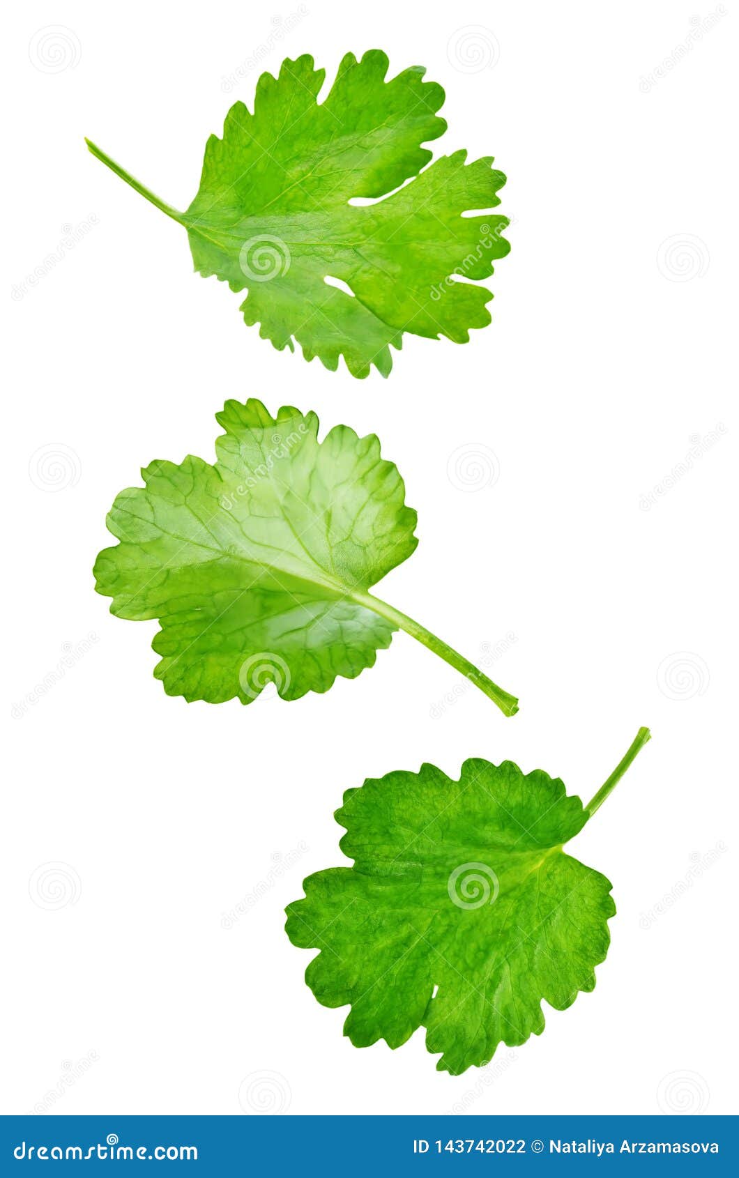 Fresh Cilantro Leaves on a White Background Stock Photo - Image of ...