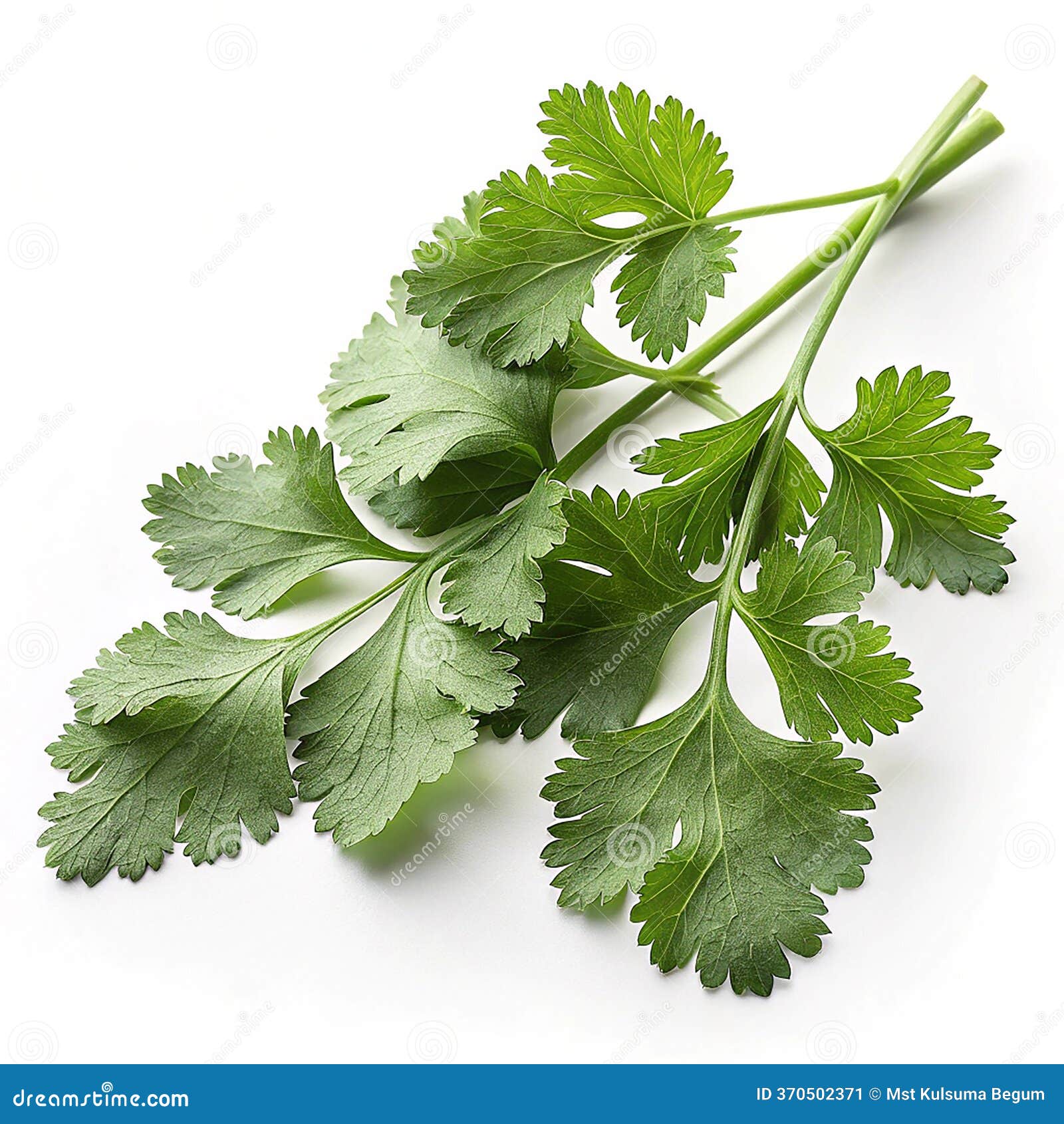 Fresh Cilantro Lime Yogurt Sauce In A Bow Stock Photography ...