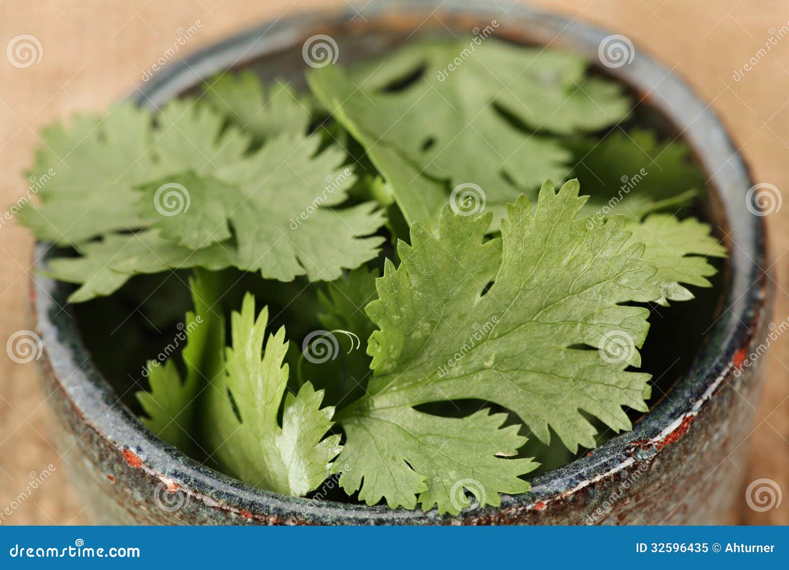Fresh Cilantro Sawtooth Coriander - Eryngium Foetidum On White ...