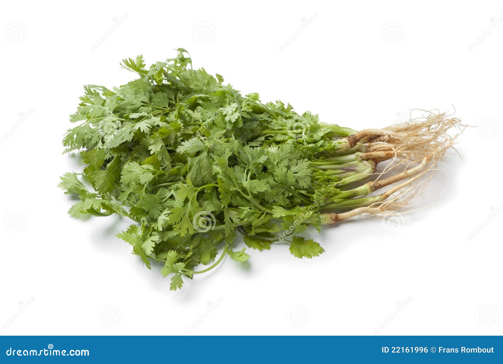 Fresh cilantro with roots stock photo. Image of horizontal - 22161996