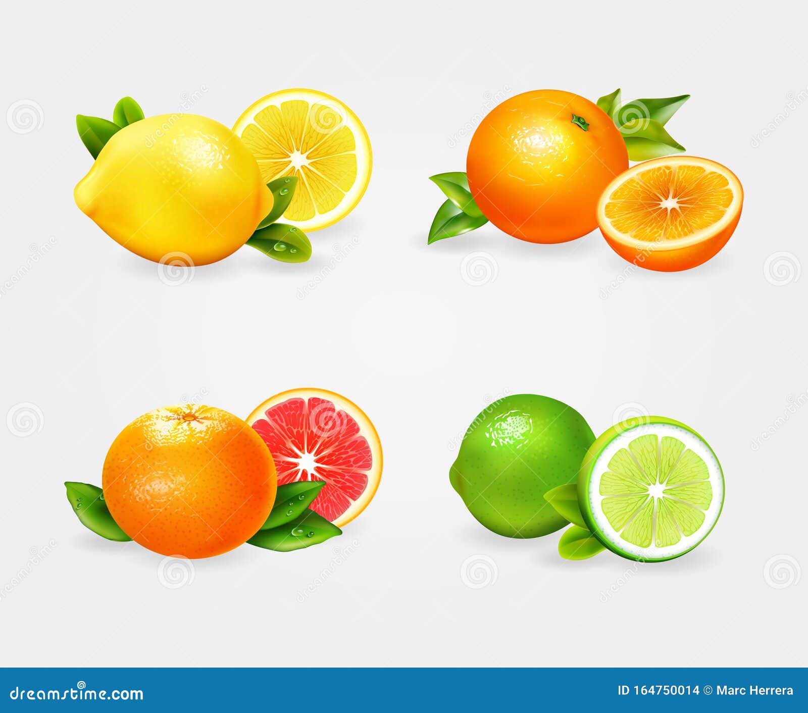 Fresh Citric Fruit Vector Set Stock Vector - Illustration of vector ...
